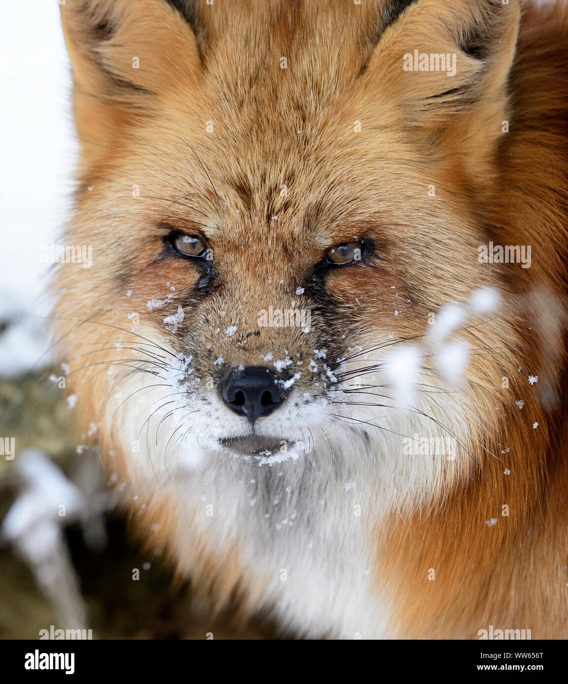 European red fox in the snow, Vulpes vulpes, portrait Stock Photo - Alamy