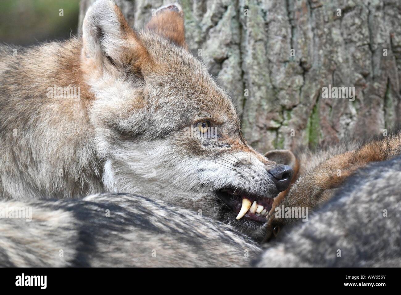 Gray wolf teeth hi-res stock photography and images - Alamy