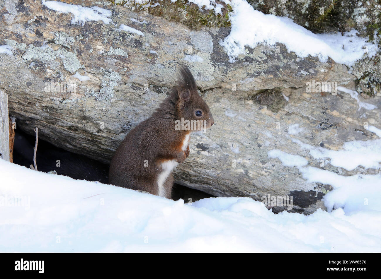 European squirrel in front of cave, Sciurus vulgaris Stock Photo - Alamy