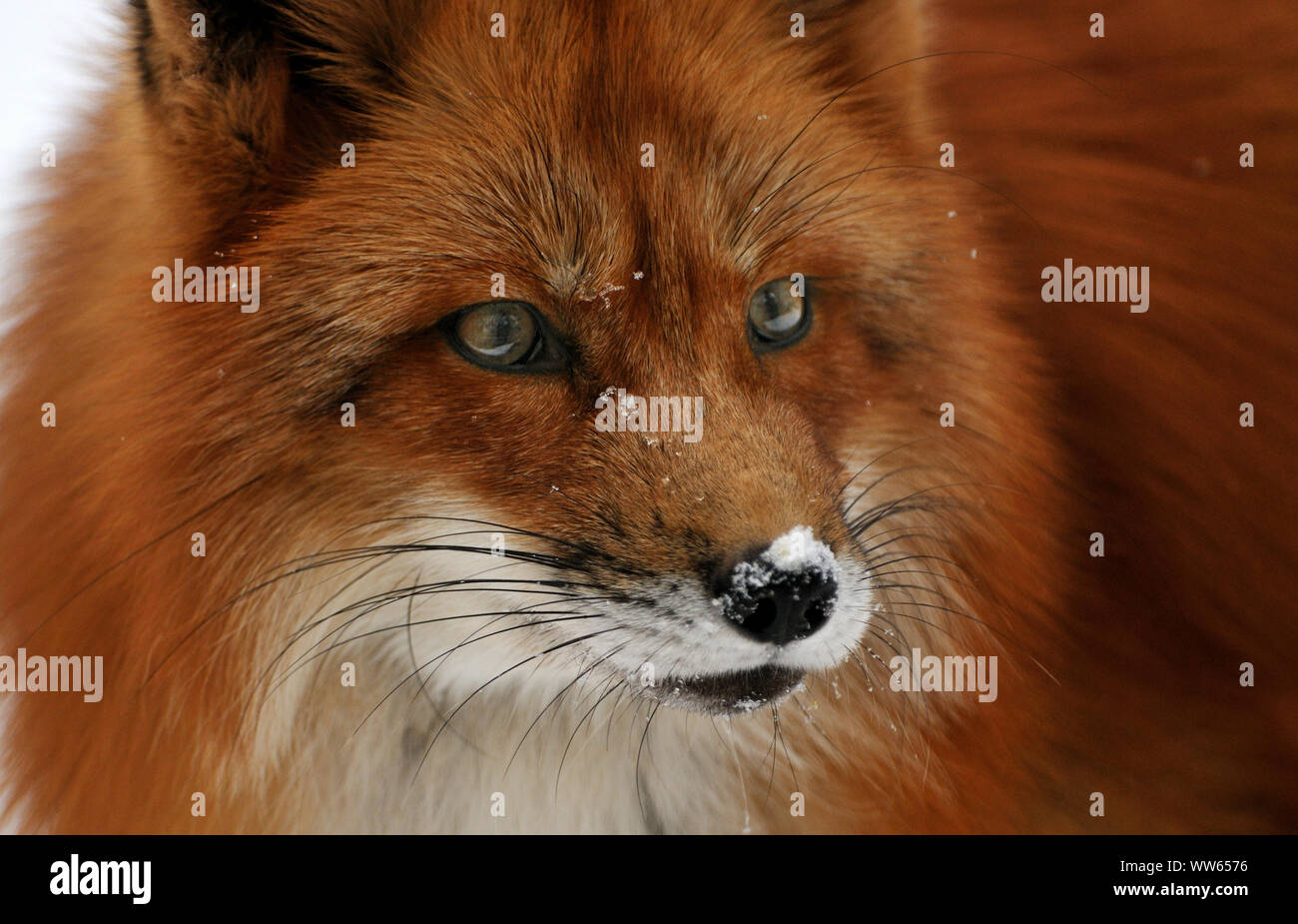 European red fox in the snow, Vulpes vulpes, portrait Stock Photo - Alamy