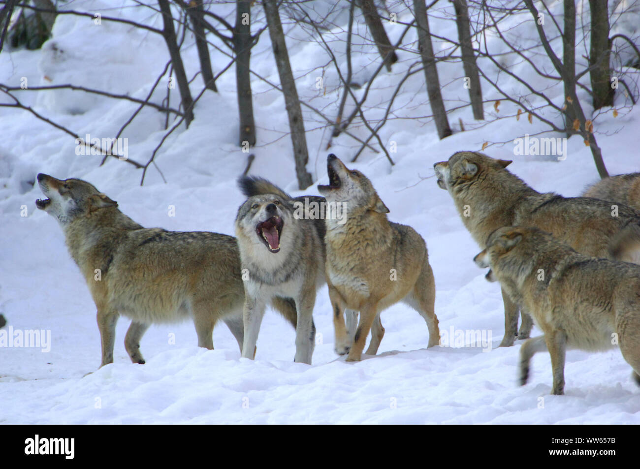 European wolf pack in the snow, Canis lupus Stock Photo - Alamy