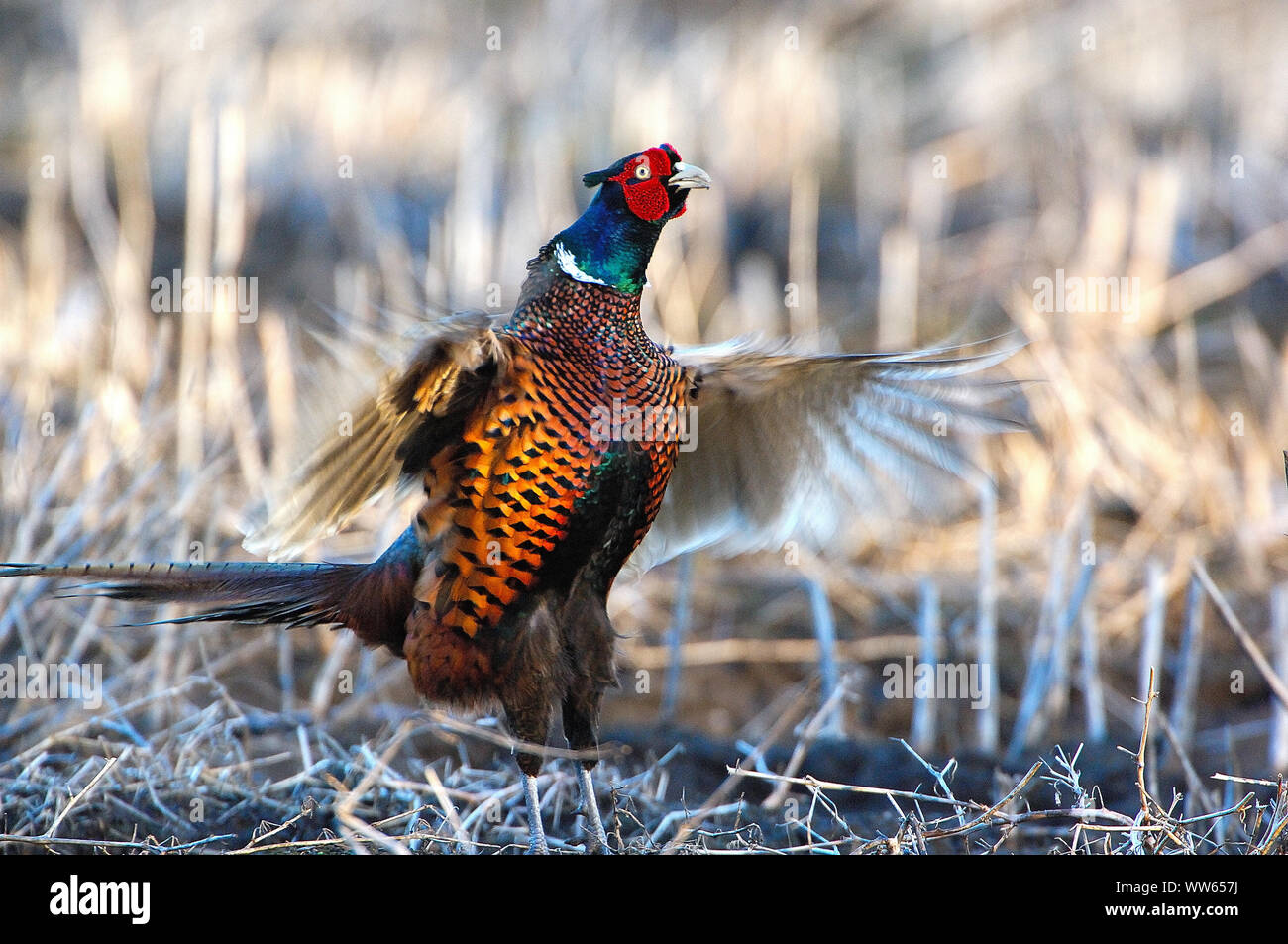 Pheasant on field, Phasianus colchicus mongolicus Stock Photo - Alamy
