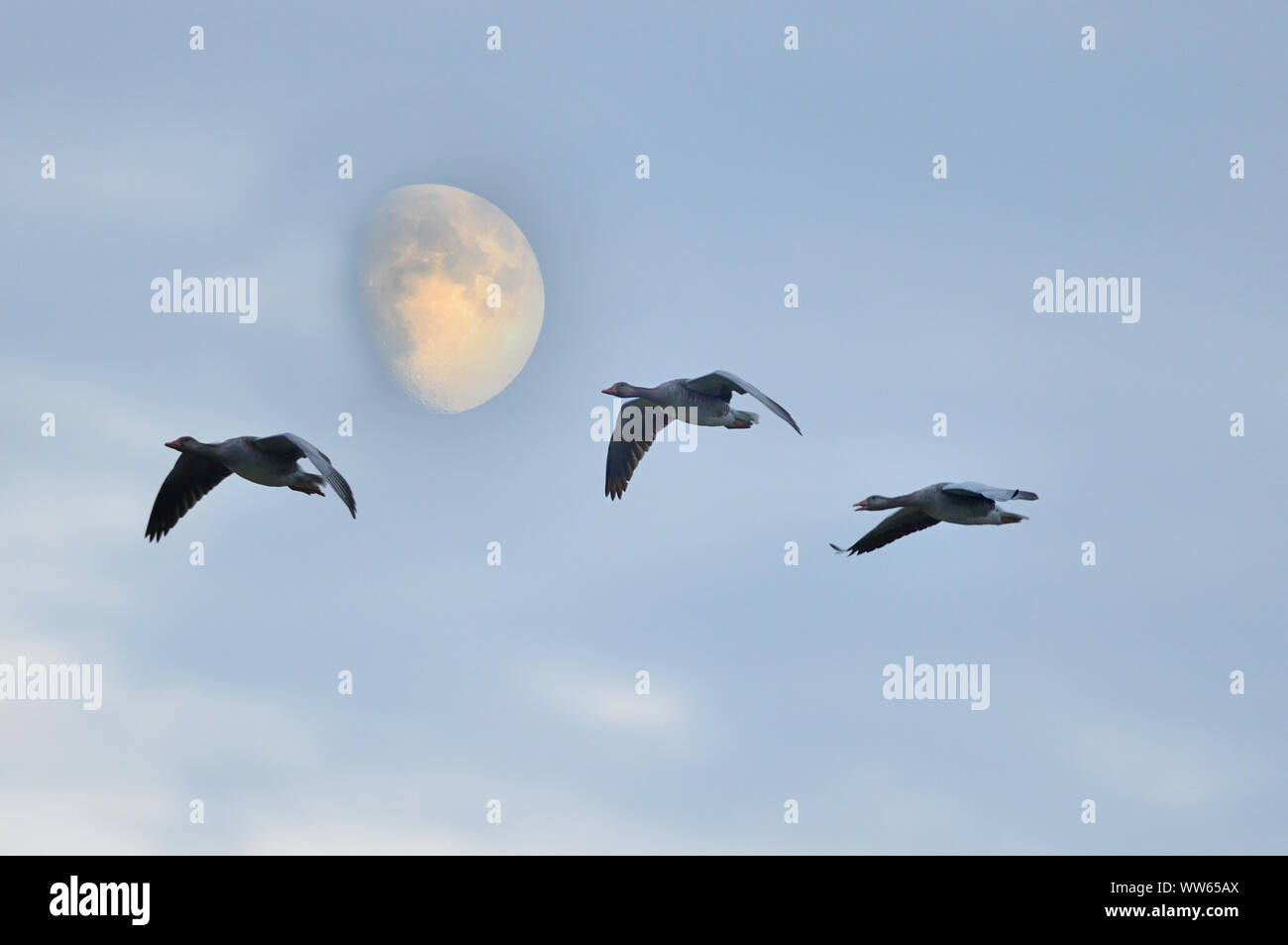 Flying in front of moon hi-res stock photography and images - Alamy