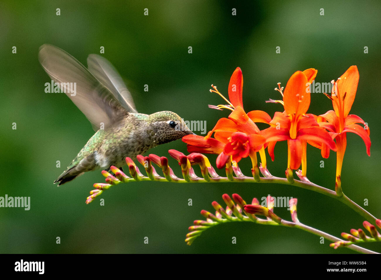 Spread pollination hi-res stock photography and images - Alamy