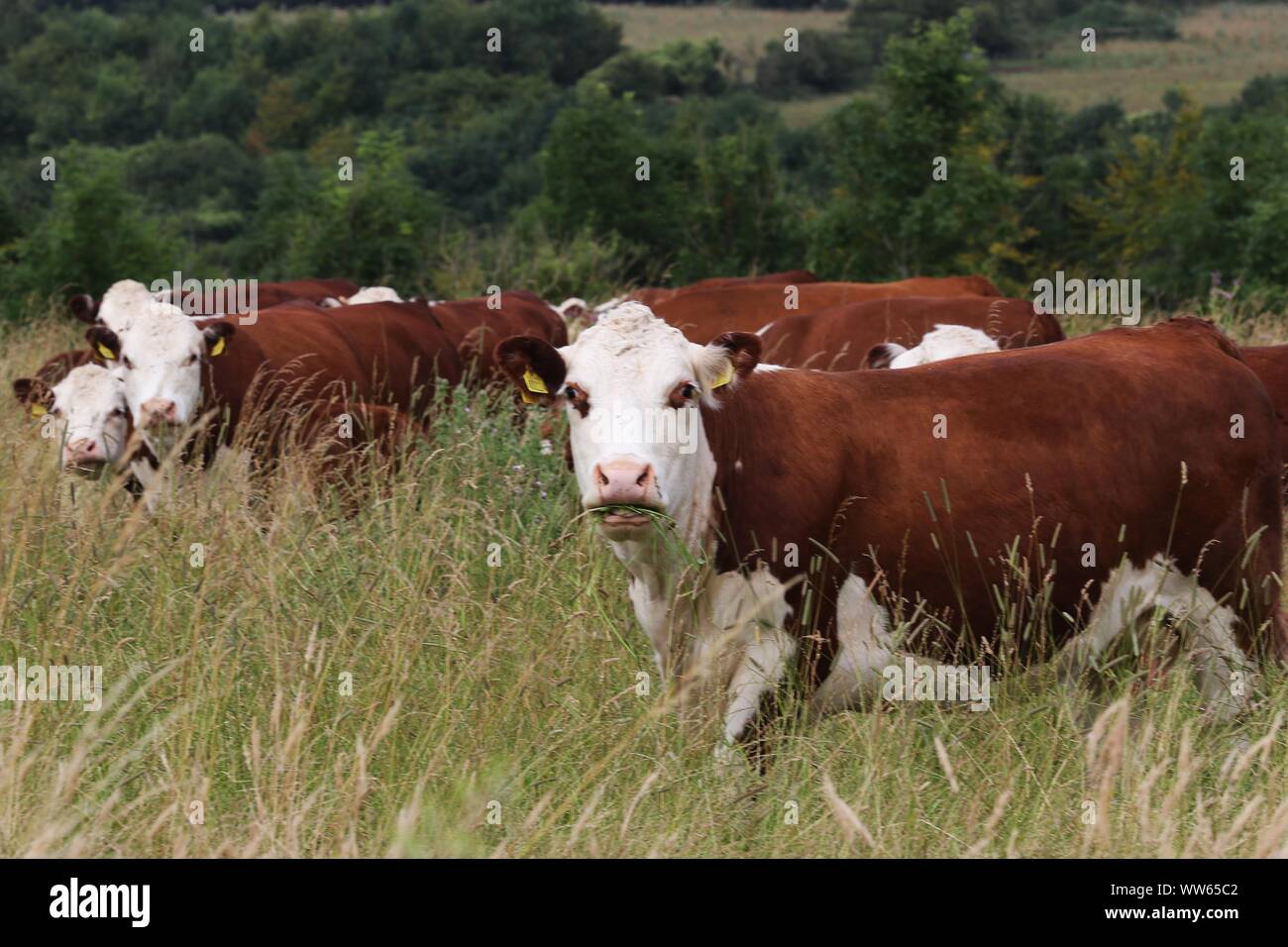 Cows on the Boyd farm Stock Photo - Alamy