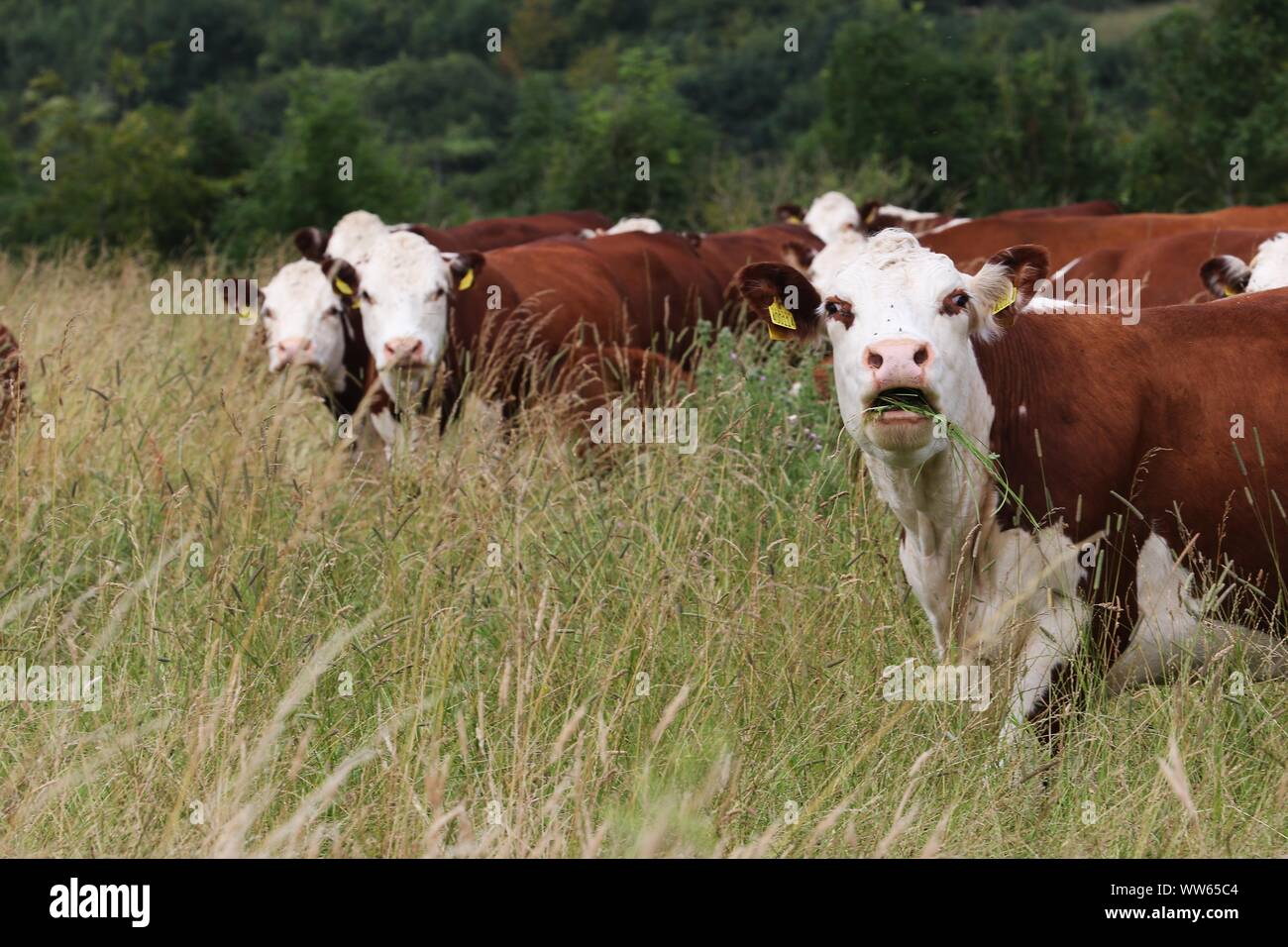 Cows on the Boyd farm Stock Photo - Alamy