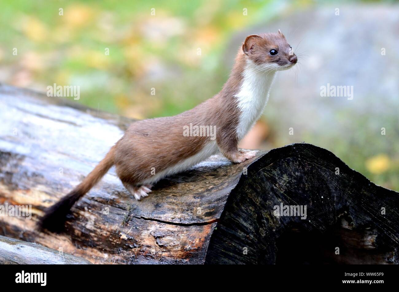 Stoat in the forest, Mustela erminea Stock Photo - Alamy