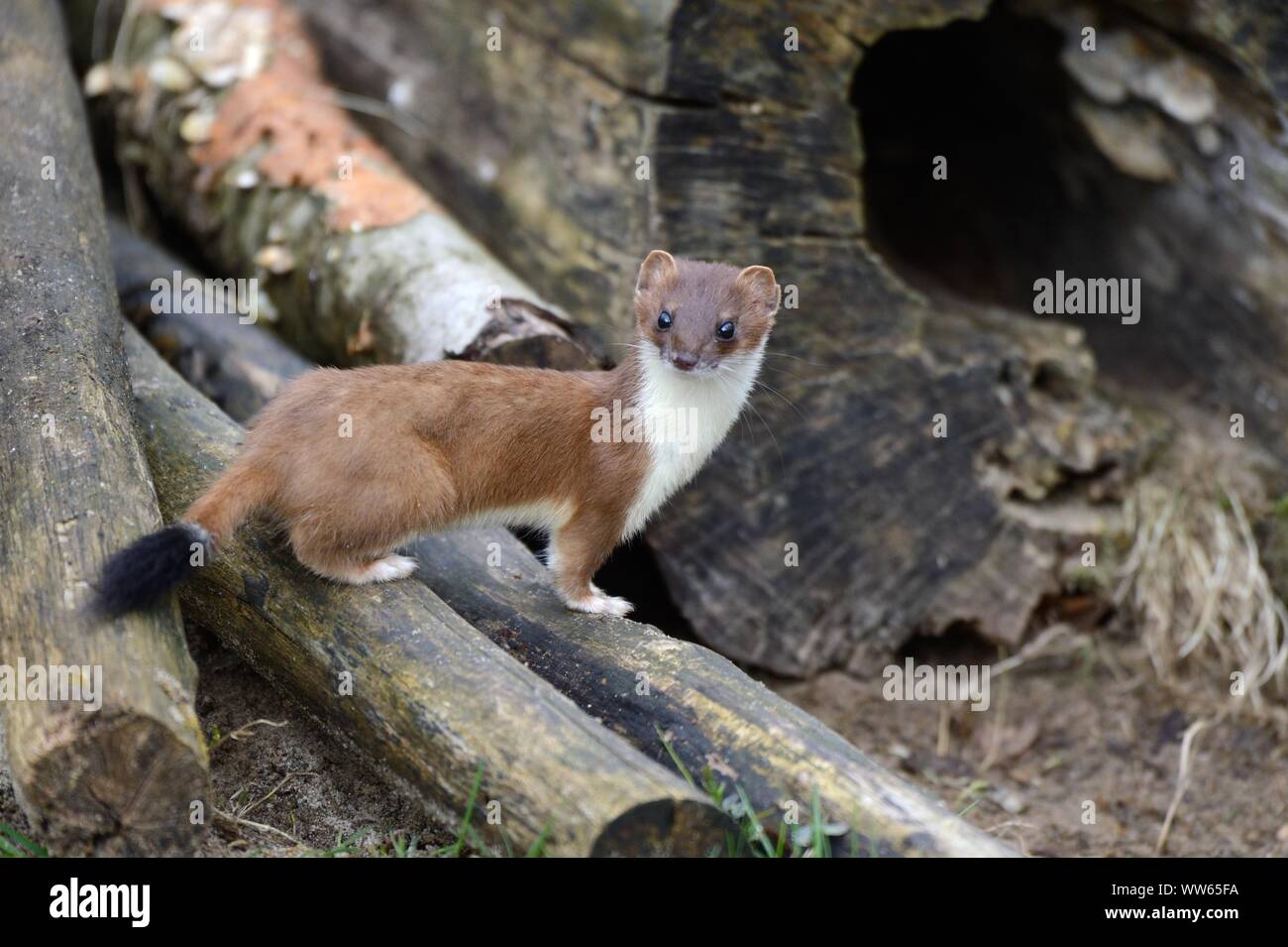 Stoat in the forest, Mustela erminea Stock Photo - Alamy