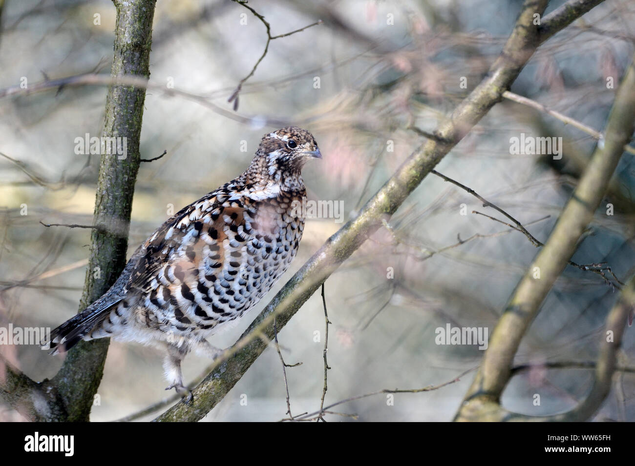 Hen tree hi-res stock photography and images - Alamy