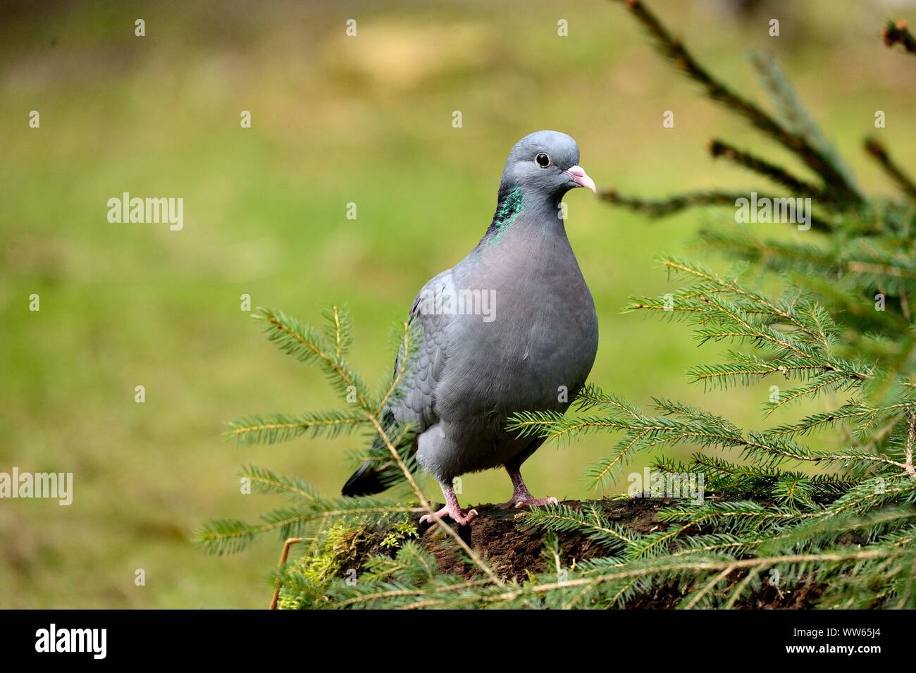 Stock dove head hi-res stock photography and images - Alamy
