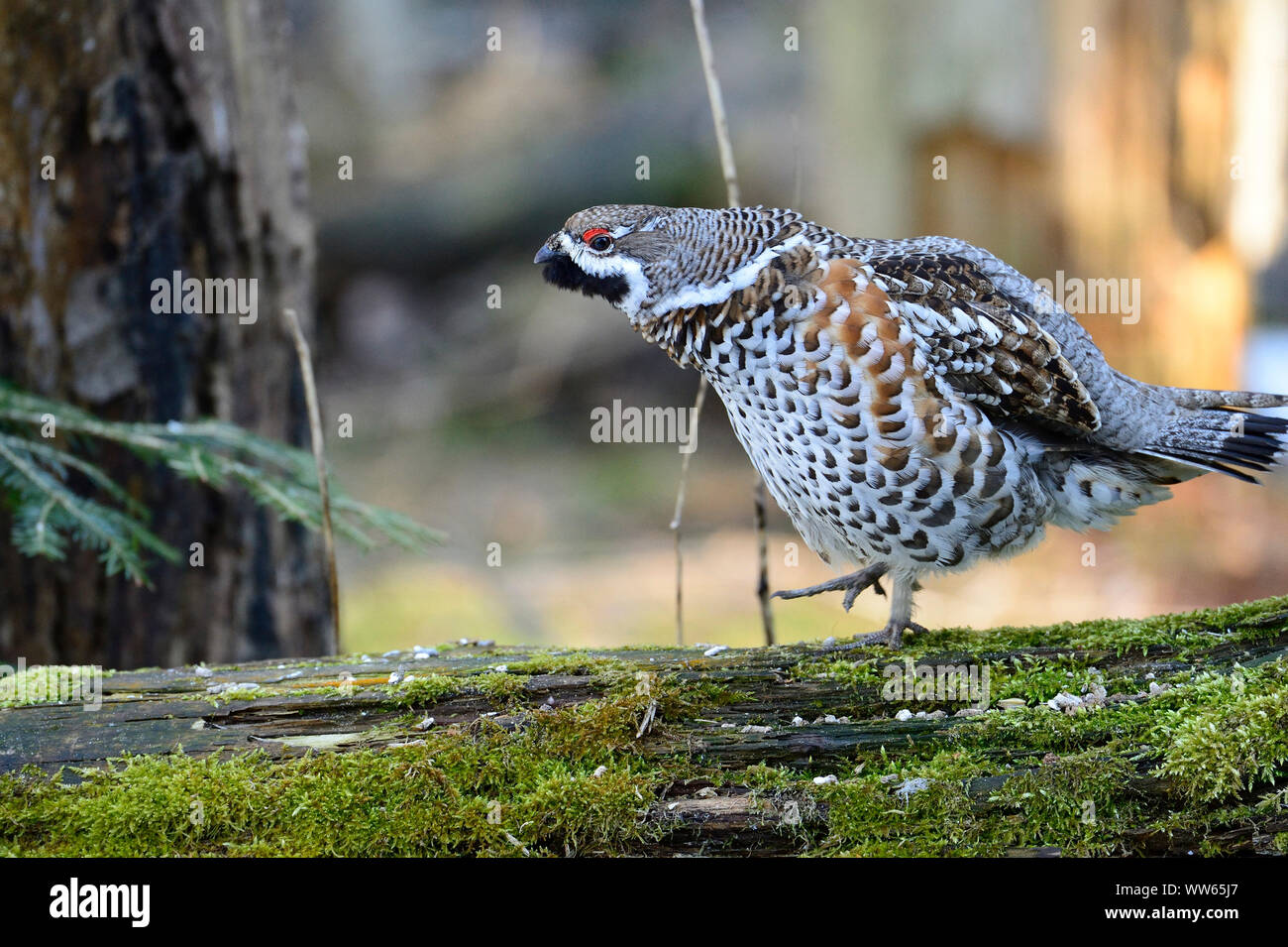 Hazel hen on trunk, Tetrastes bonasia Stock Photo - Alamy