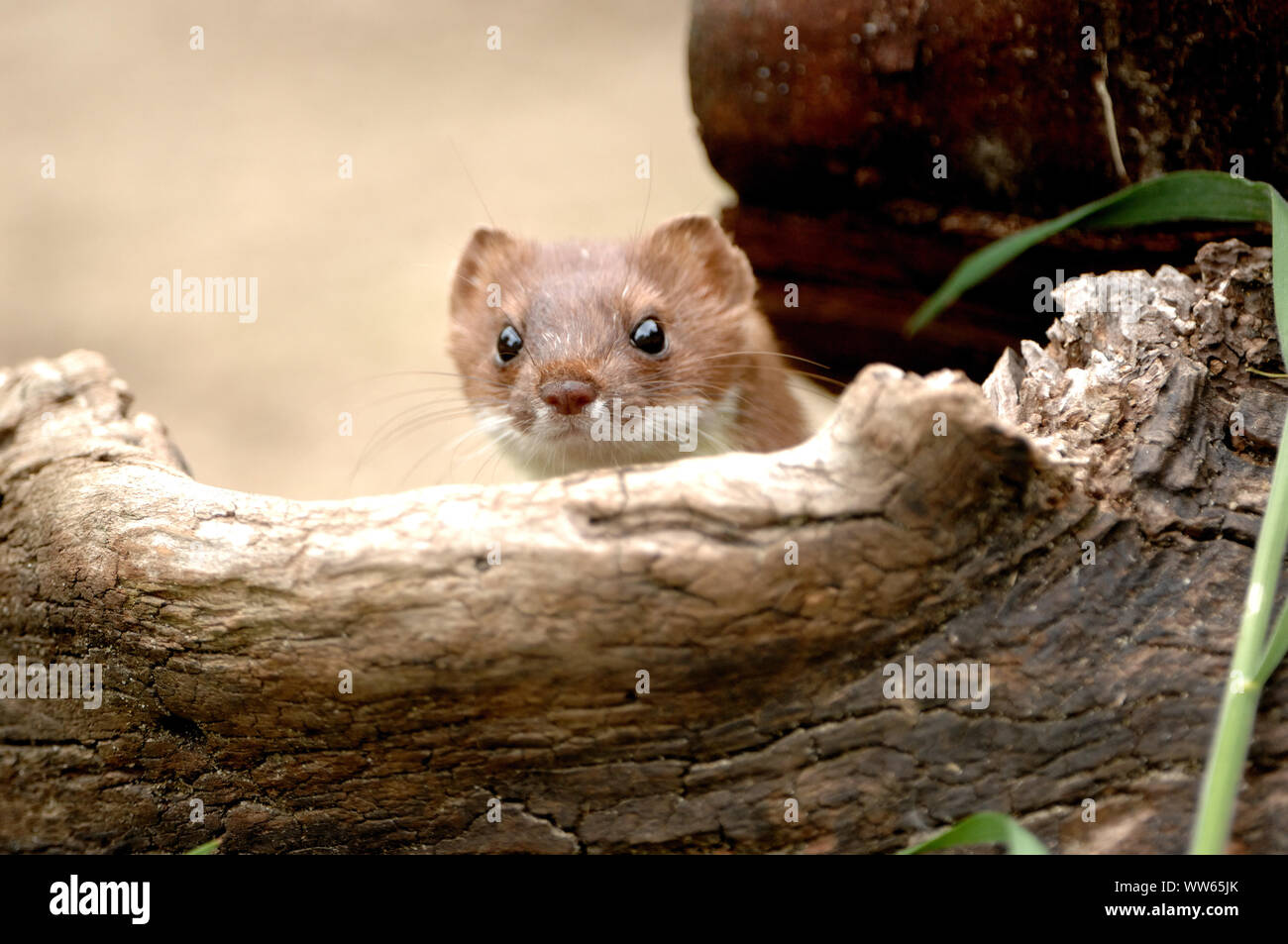 European stoat ermine mustela erminea hi-res stock photography and ...