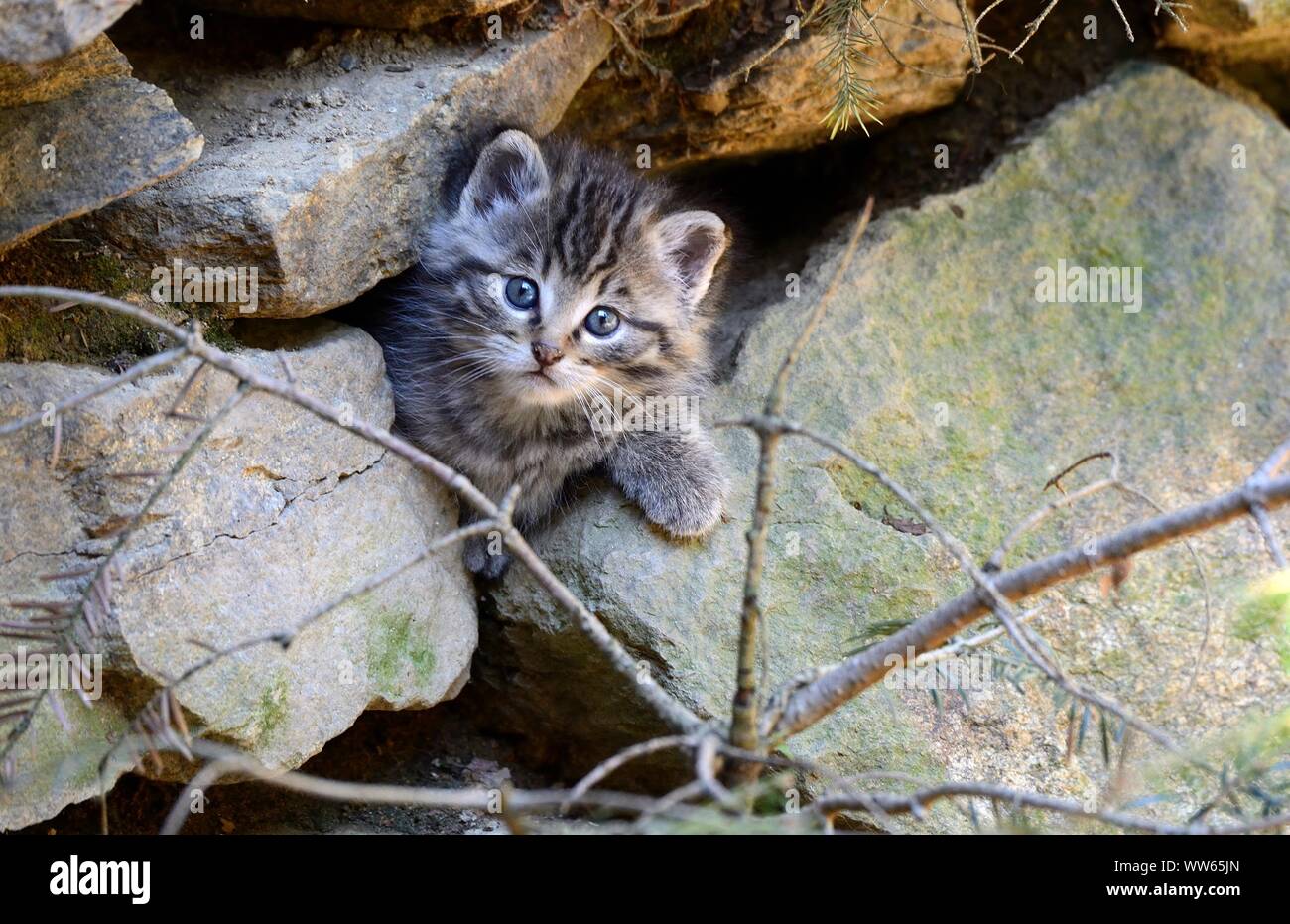 Young wildcat in crevice, Felis Silvestris, portrait Stock Photo - Alamy