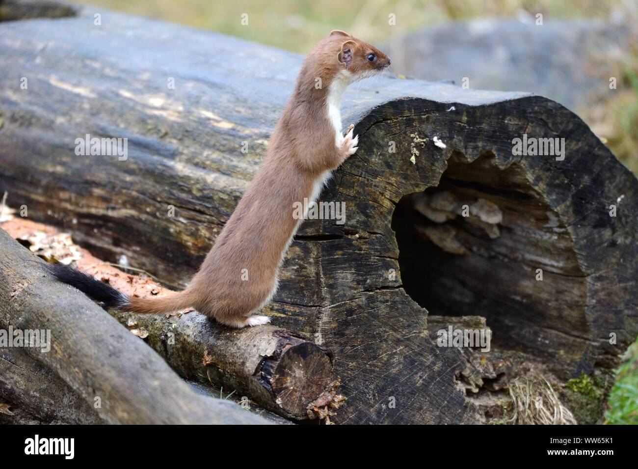 European stoat ermine mustela erminea hi-res stock photography and ...