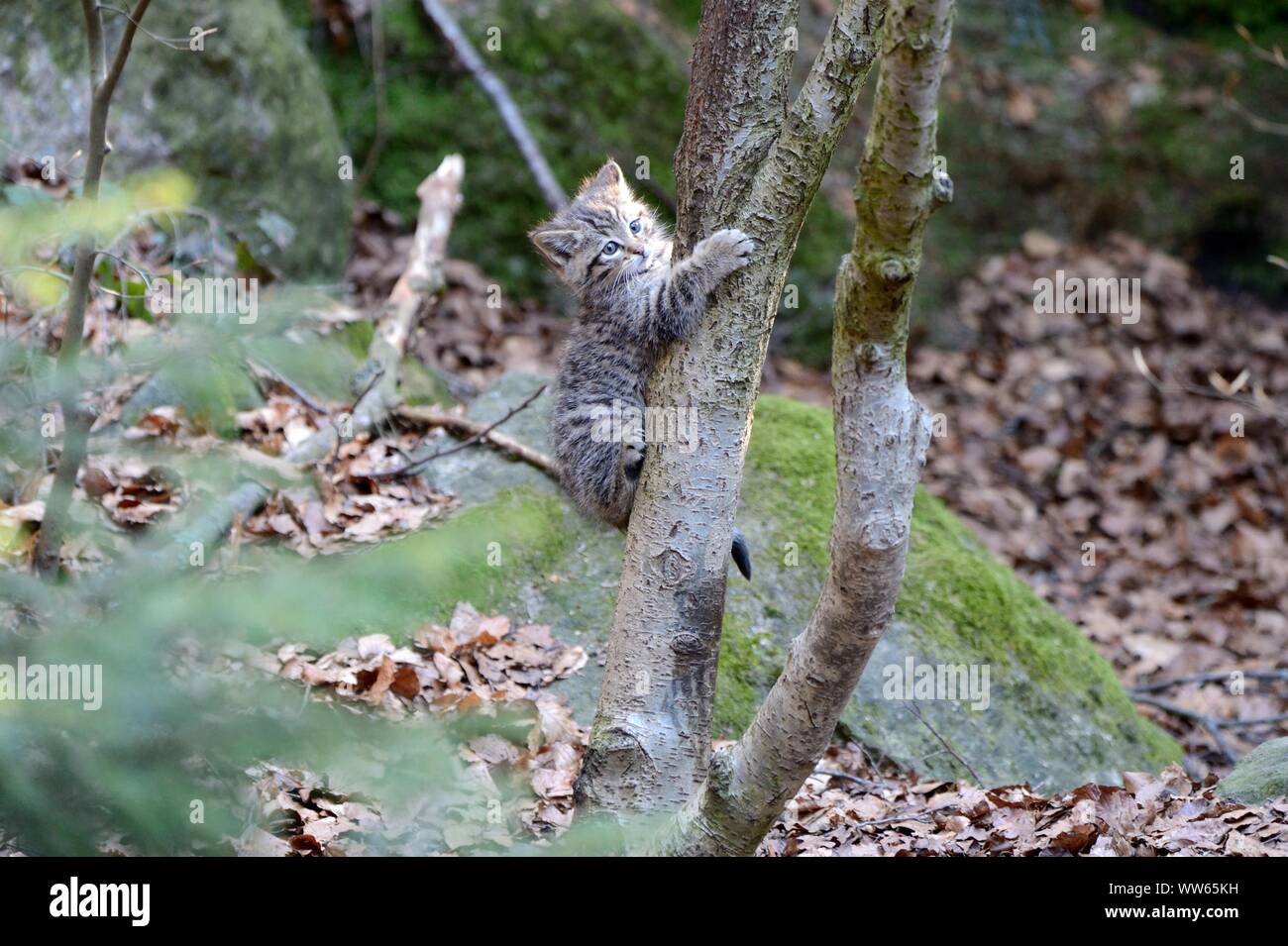 Climbing tree hi-res stock photography and images - Alamy