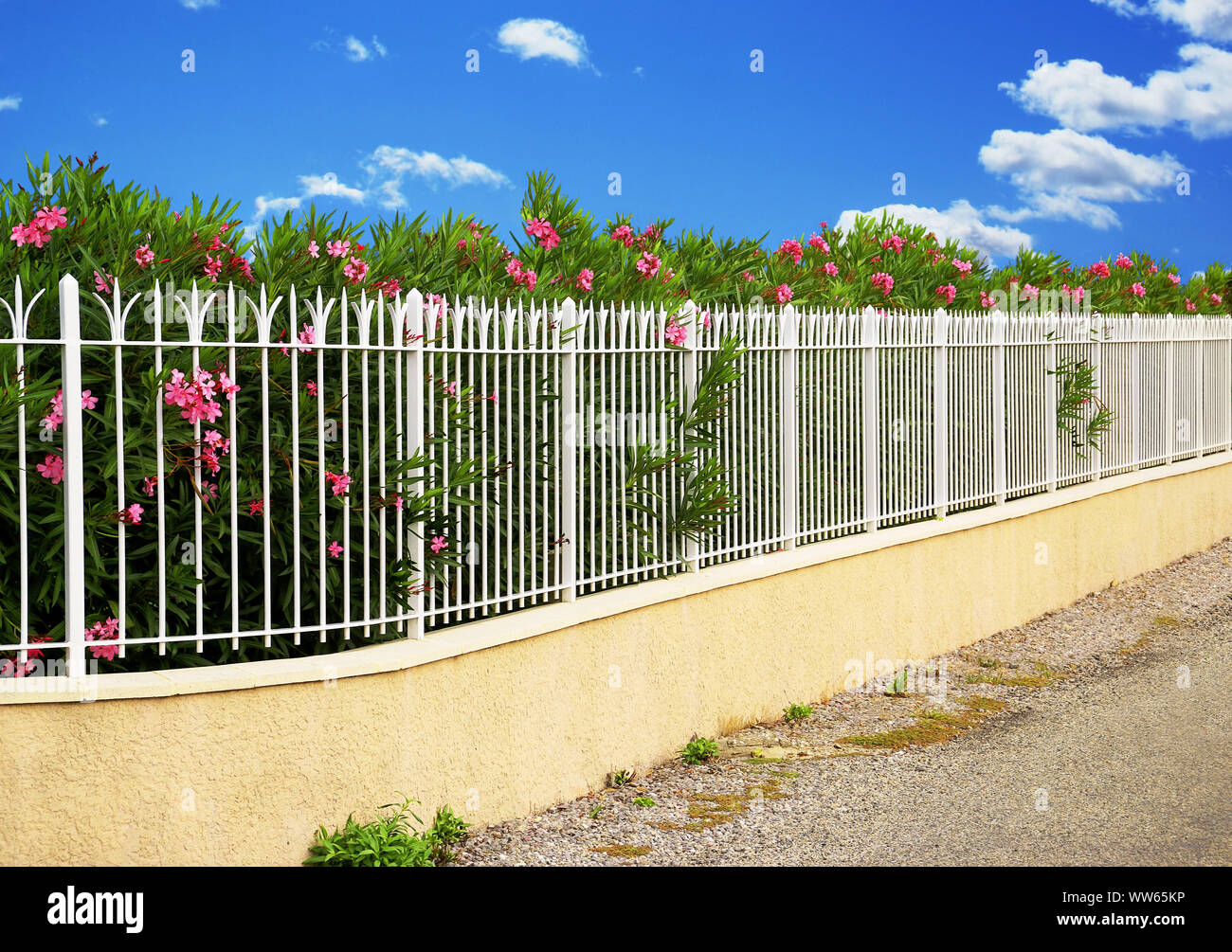 Fence grid surmounting a wall in front of a flowering oleander hedge ...