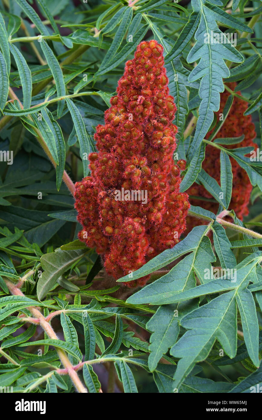 Sumach, Cut-leaf staghorn sumac, Rhus typhina Dissecta, Red coloured ...