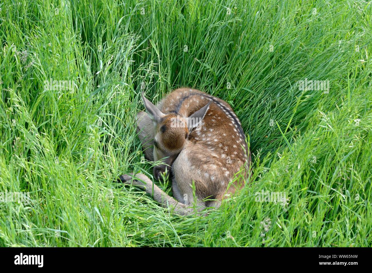 Red deer fawn hi-res stock photography and images - Alamy