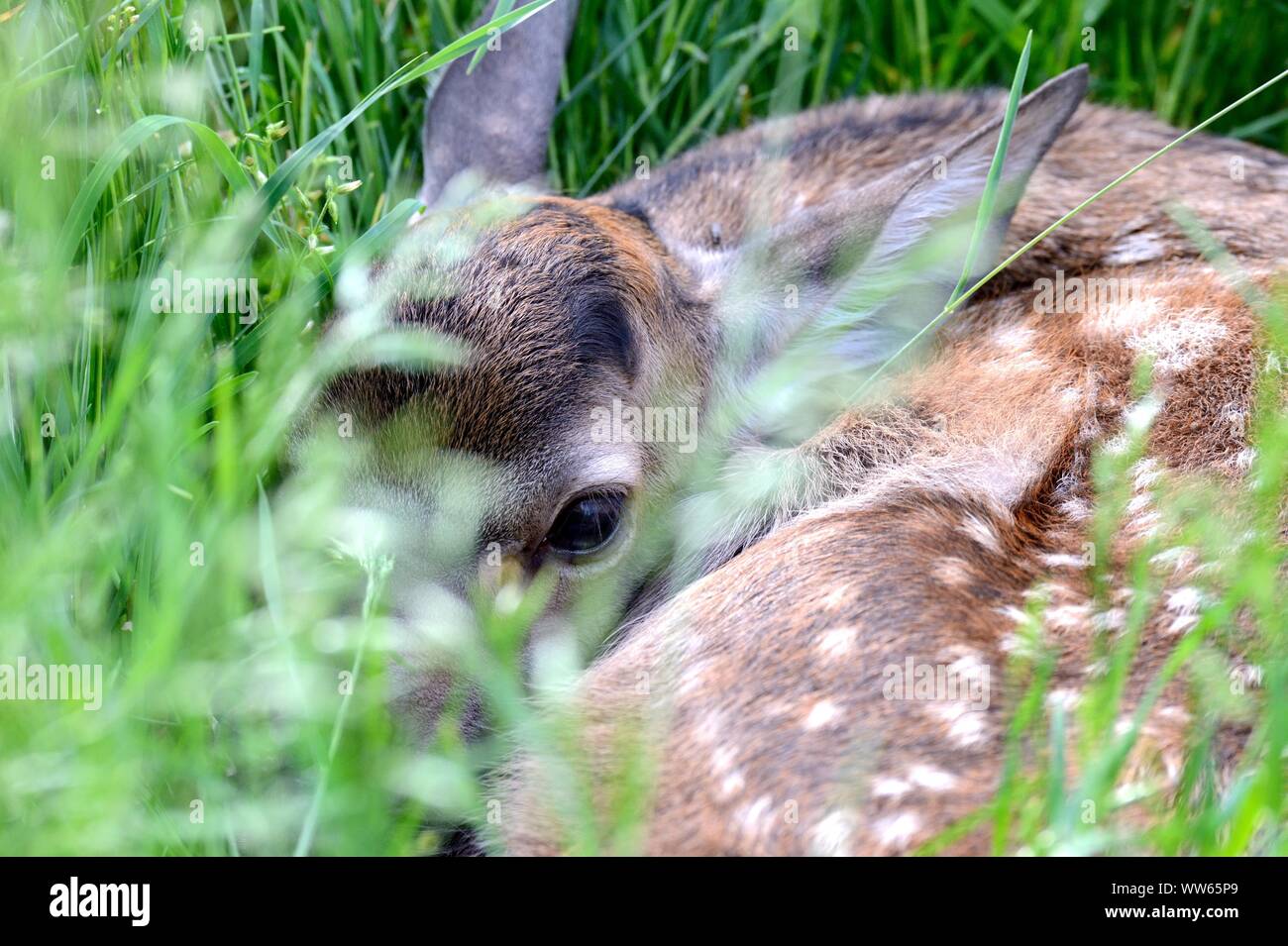 Red deer fawn hi-res stock photography and images - Alamy