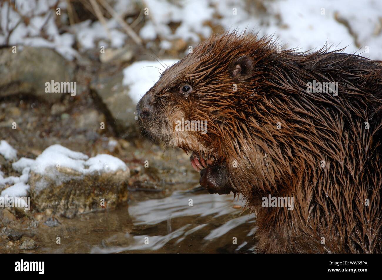 Beaver cub hi-res stock photography and images - Alamy
