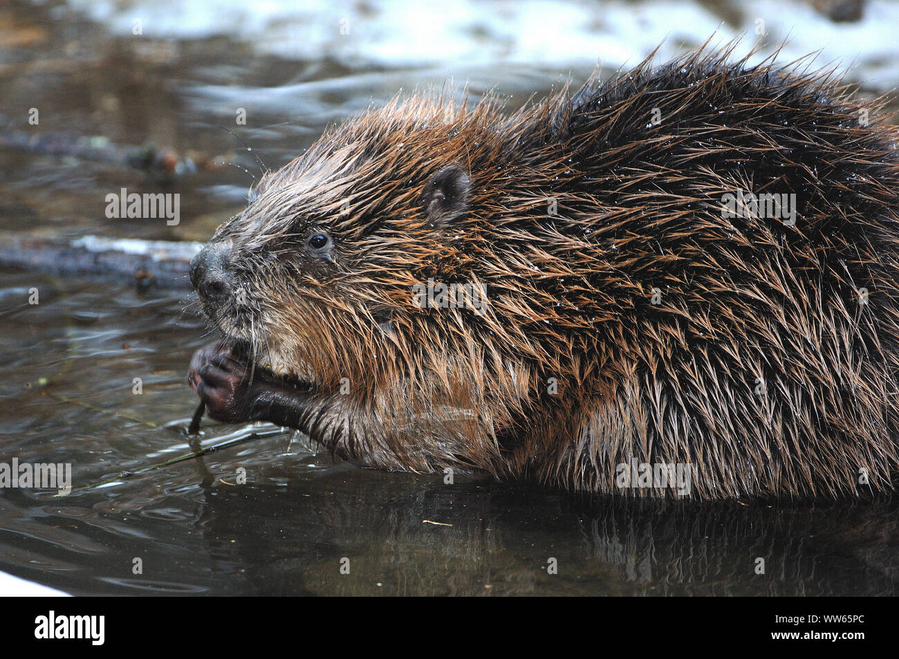 Canadian beaver in the brook in winter, Castor canadensis Stock Photo ...