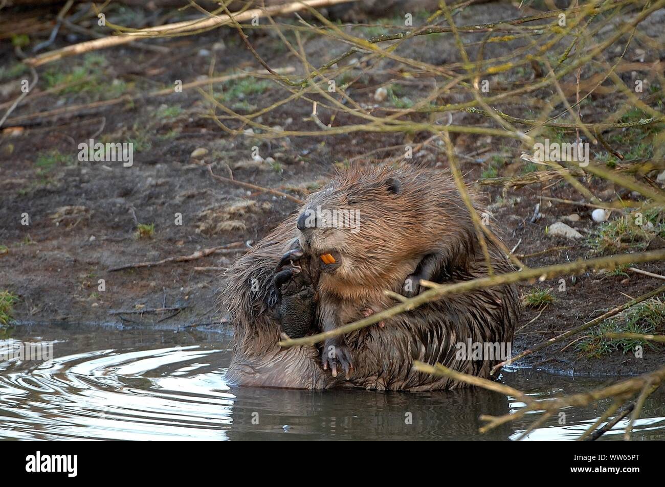 Canadian beaver in the brook, Castor canadensis Stock Photo - Alamy