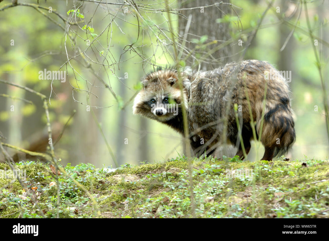 Raccoon dog, Nyctereutes procyonoides Stock Photo - Alamy