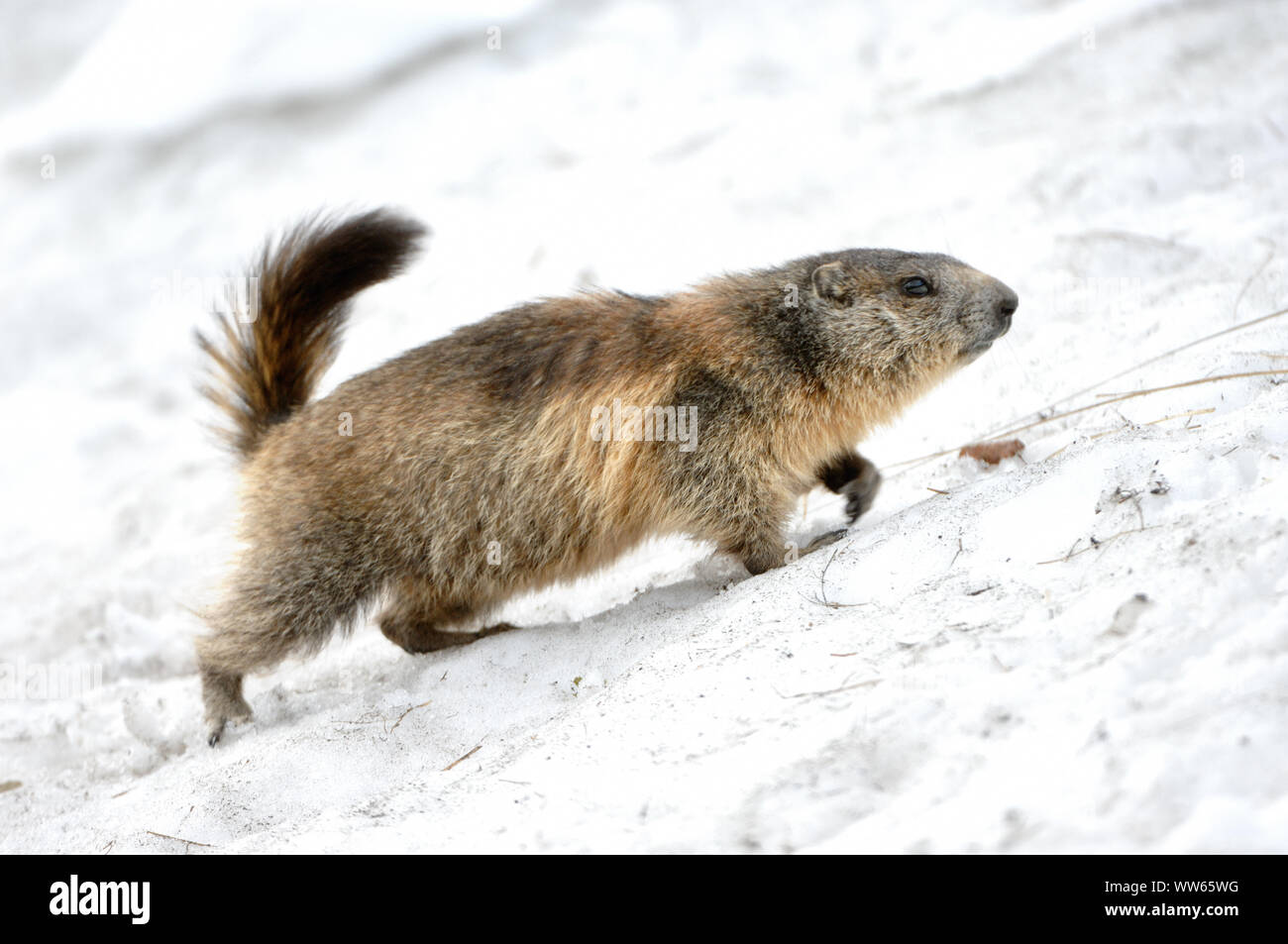 Gray groundhog hi-res stock photography and images - Alamy
