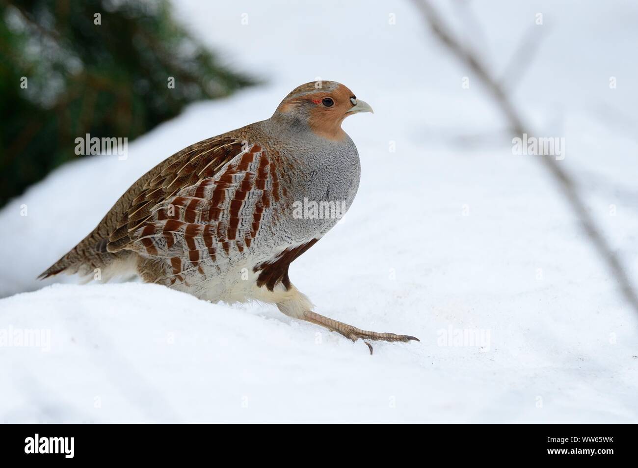 Partridge in the snow, Perdix perdix Stock Photo - Alamy