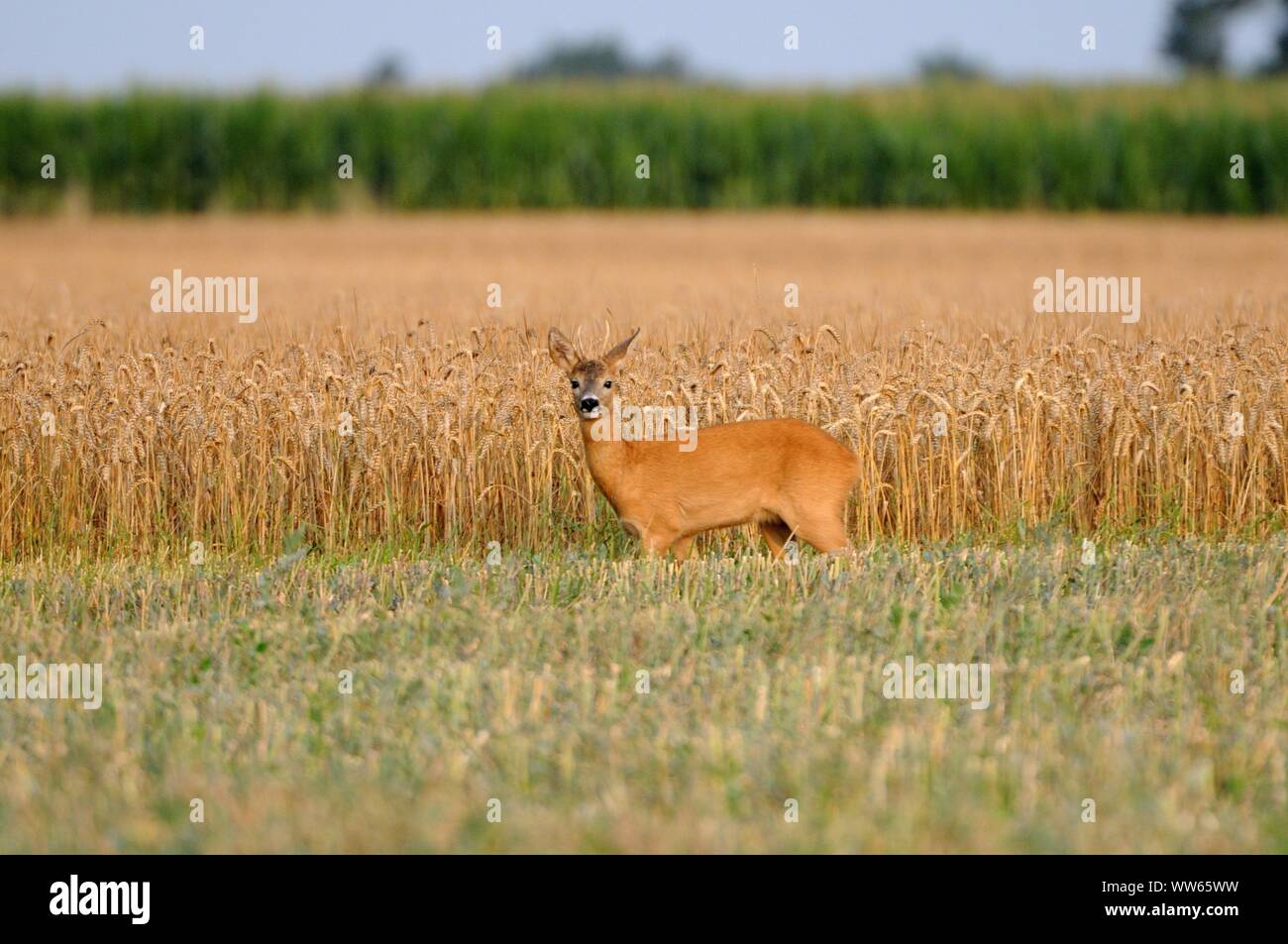 Deer on field, Capreolus capreolus Stock Photo - Alamy