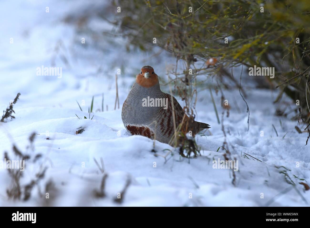 Partridge in the snow, Perdix perdix Stock Photo - Alamy