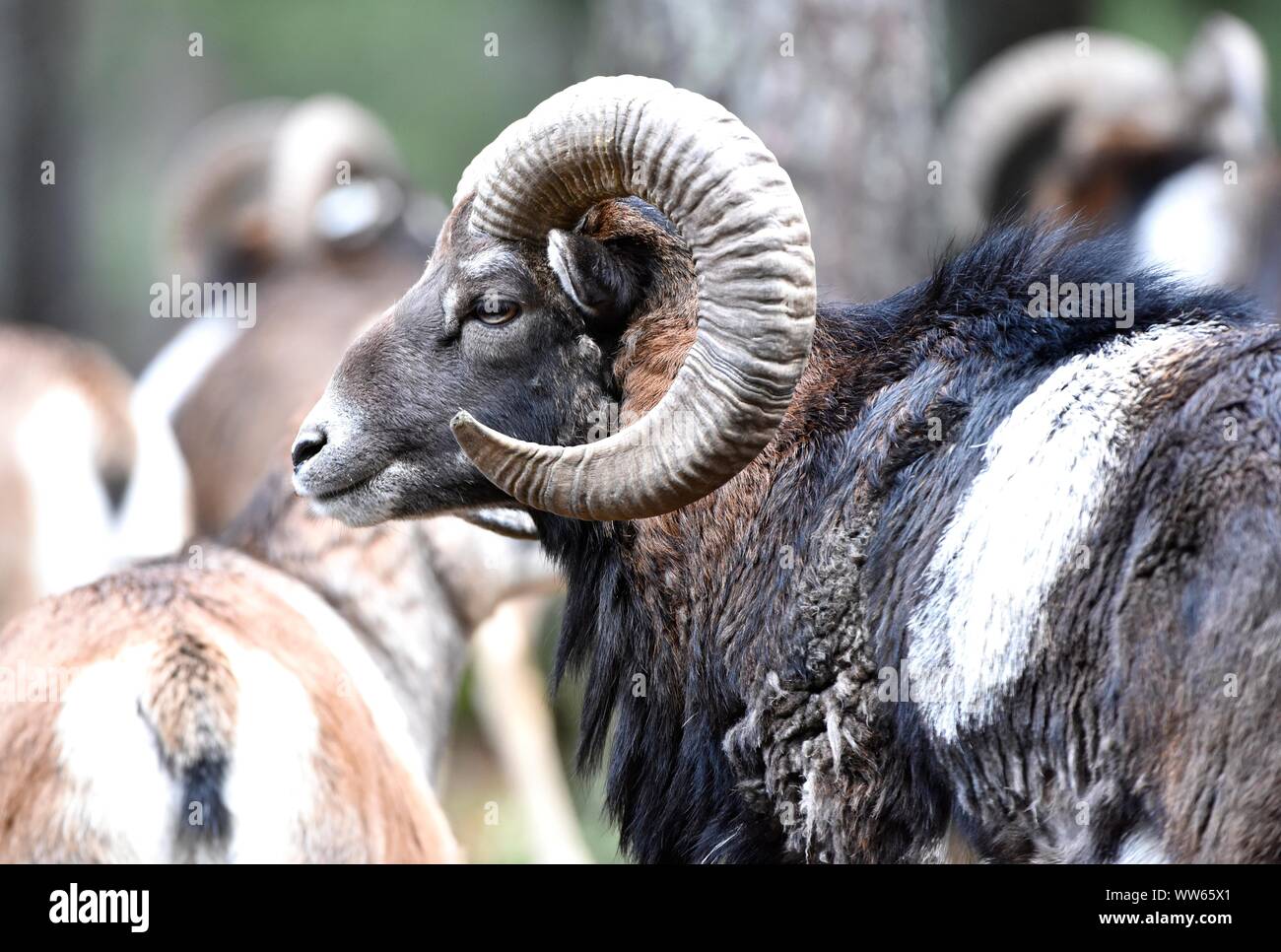 Mouflon ovis ammon musimon in hi-res stock photography and images - Alamy