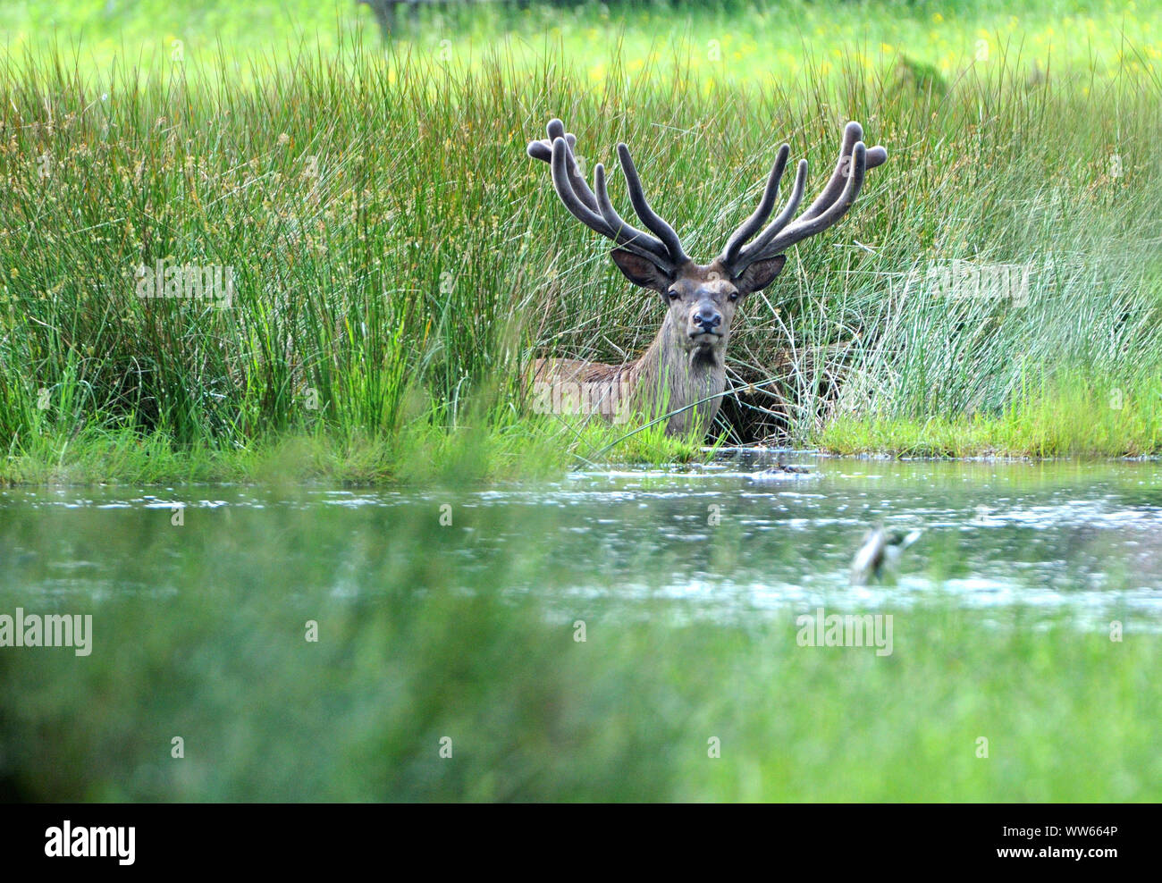 Deer at river in snow hi-res stock photography and images - Alamy