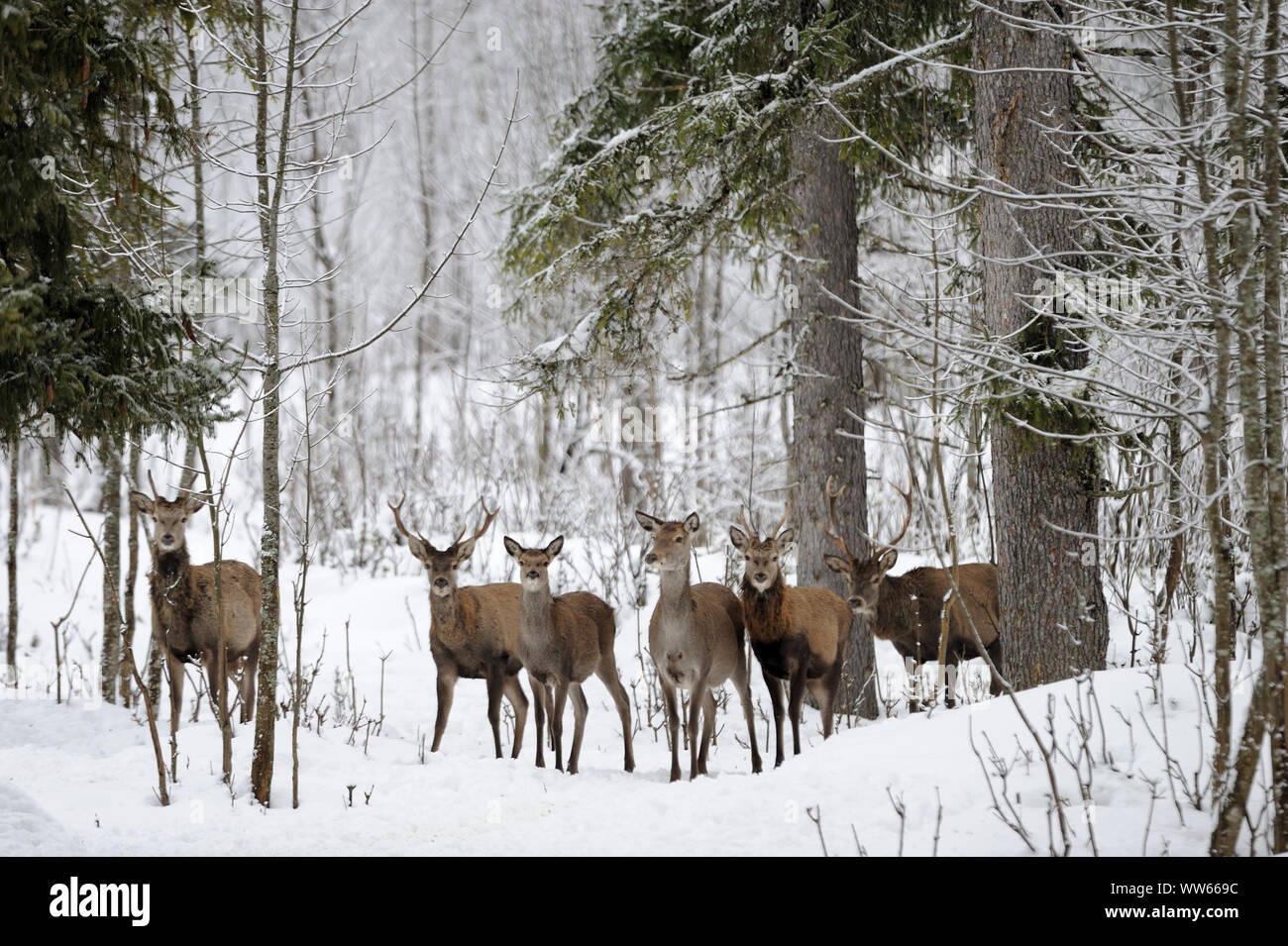 Red deer headshot hi-res stock photography and images - Alamy