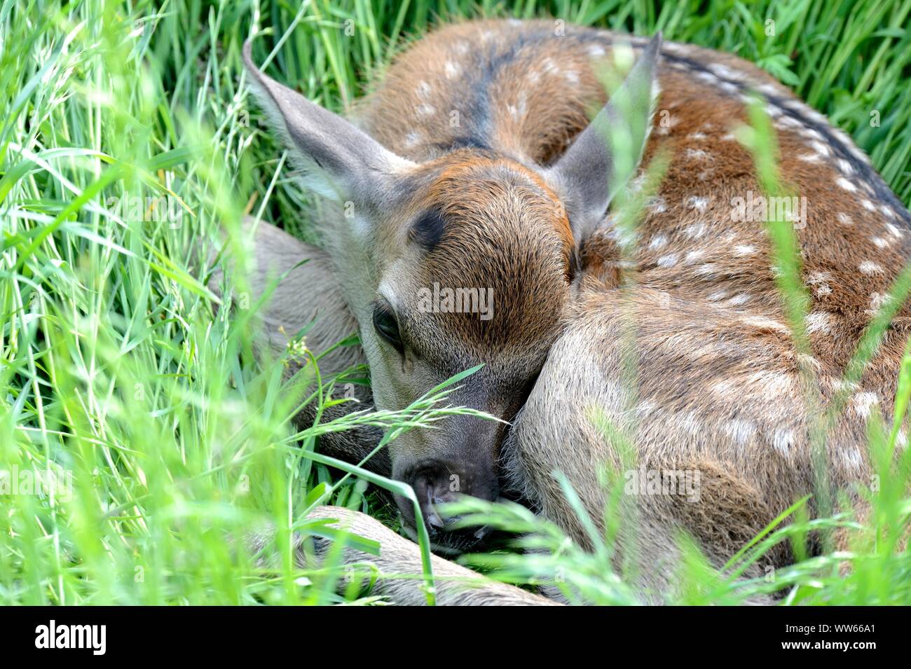 Red deer and fawn hi-res stock photography and images - Alamy
