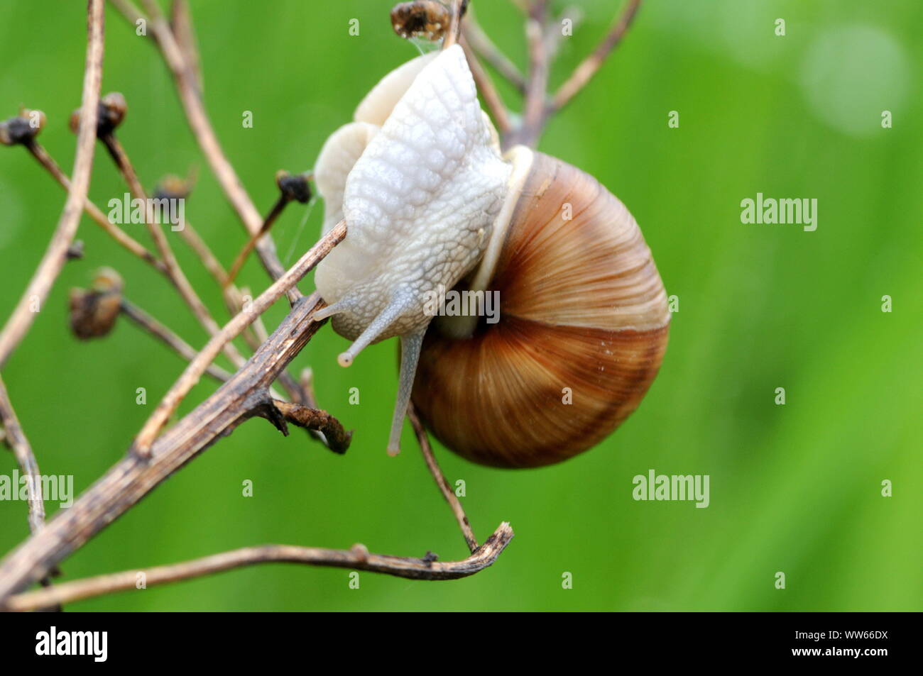 Edible snail at twig hi-res stock photography and images - Alamy