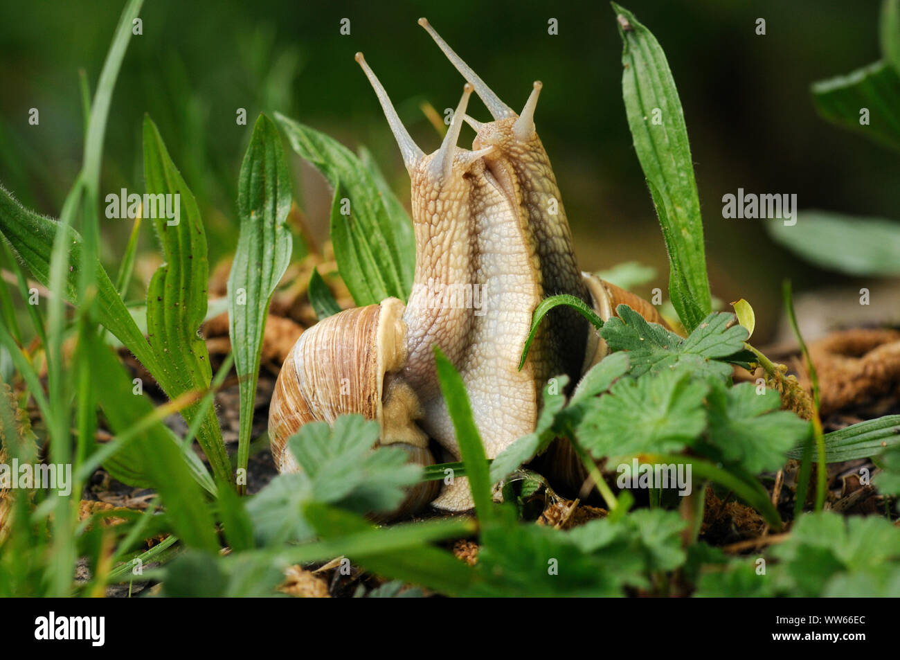 Snails mating hi-res stock photography and images - Alamy