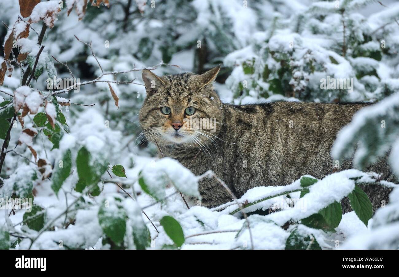Wildcat in the snow, Felis silvestris Stock Photo - Alamy