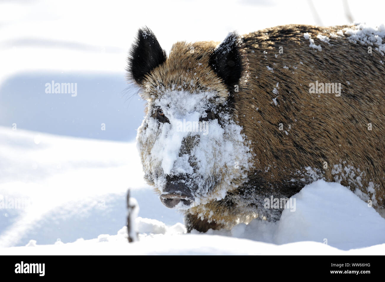 Wild boar in the snow, Sus scrofa Stock Photo - Alamy