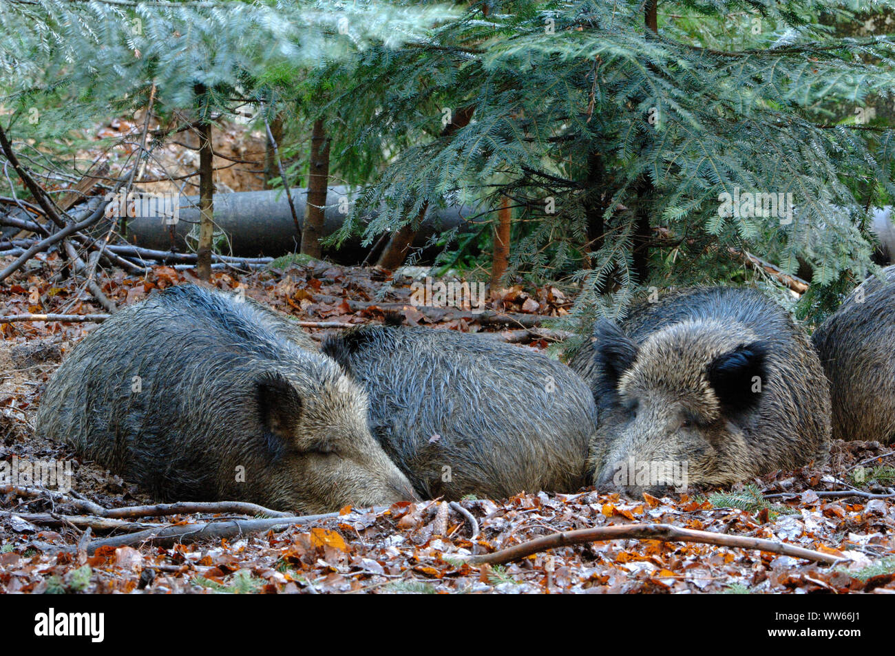 Wild Boar Sleeping In Forest High Resolution Stock Photography and ...