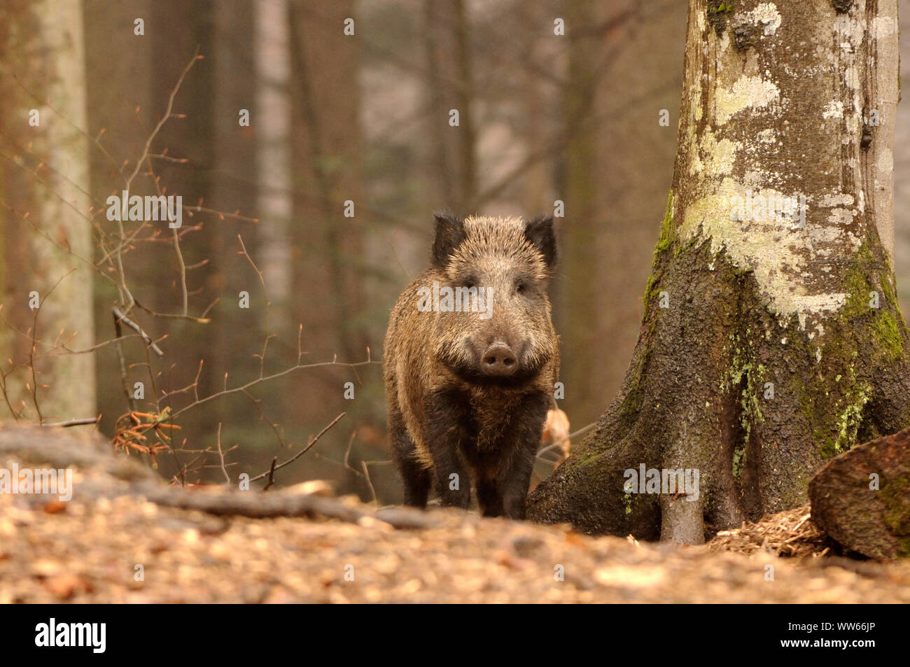Profile wild boar hi-res stock photography and images - Alamy