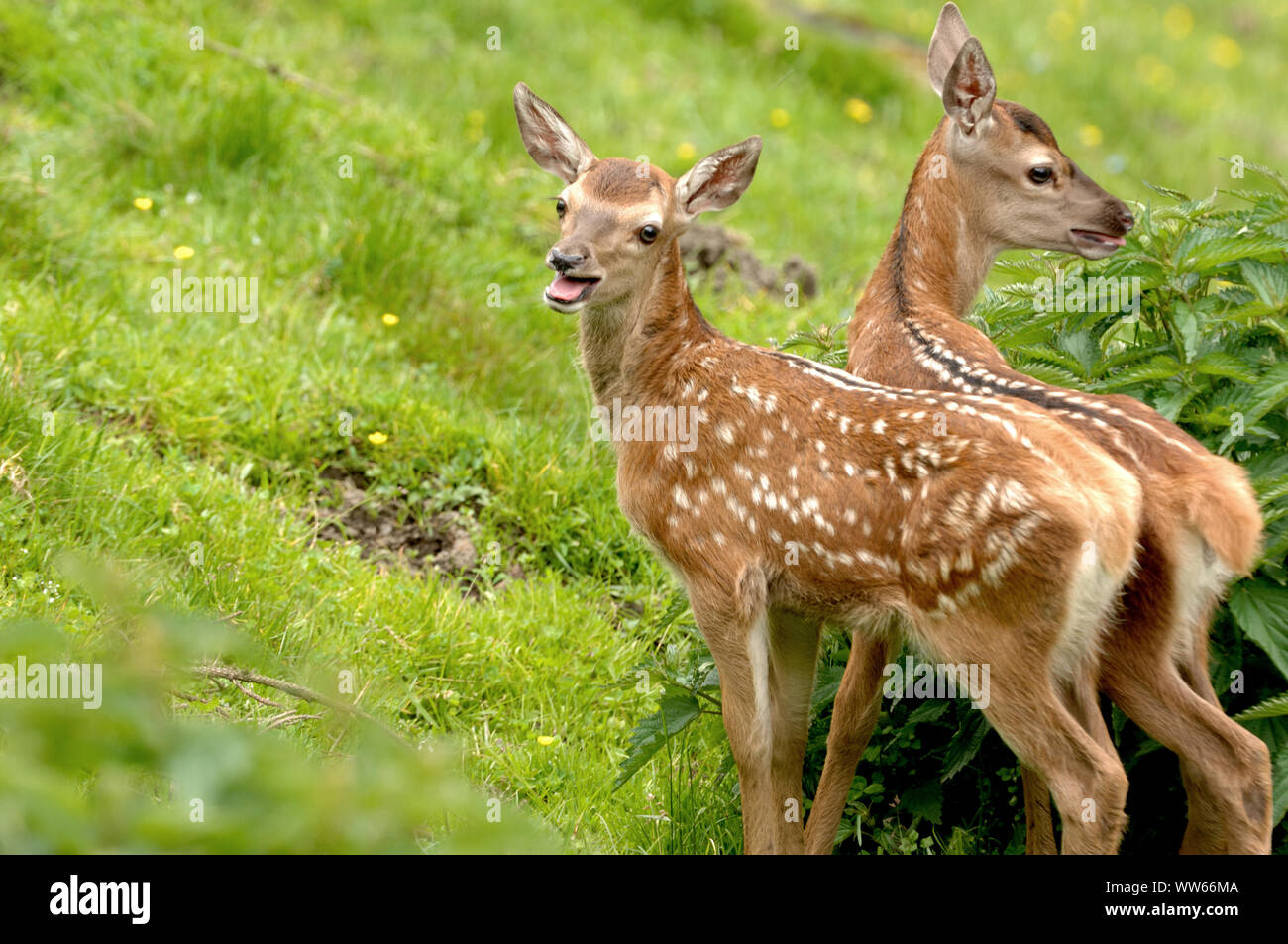 Two young red deer fawns, Cervus elaphus Stock Photo - Alamy