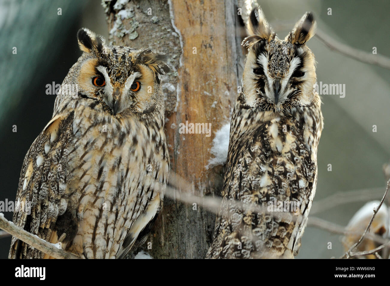 Two little owls hi-res stock photography and images - Alamy