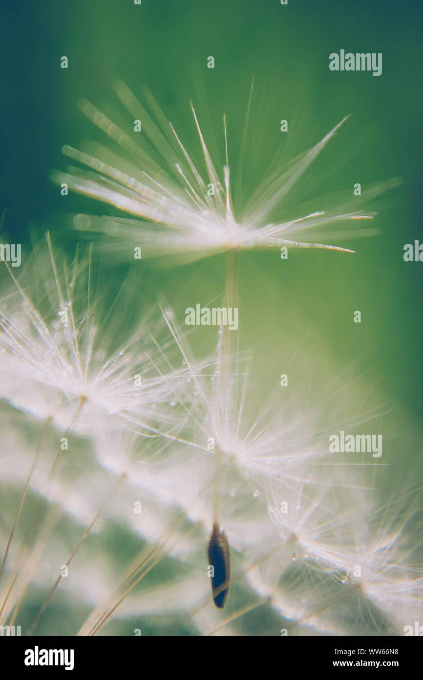 Dewdrop bloom hi-res stock photography and images - Alamy