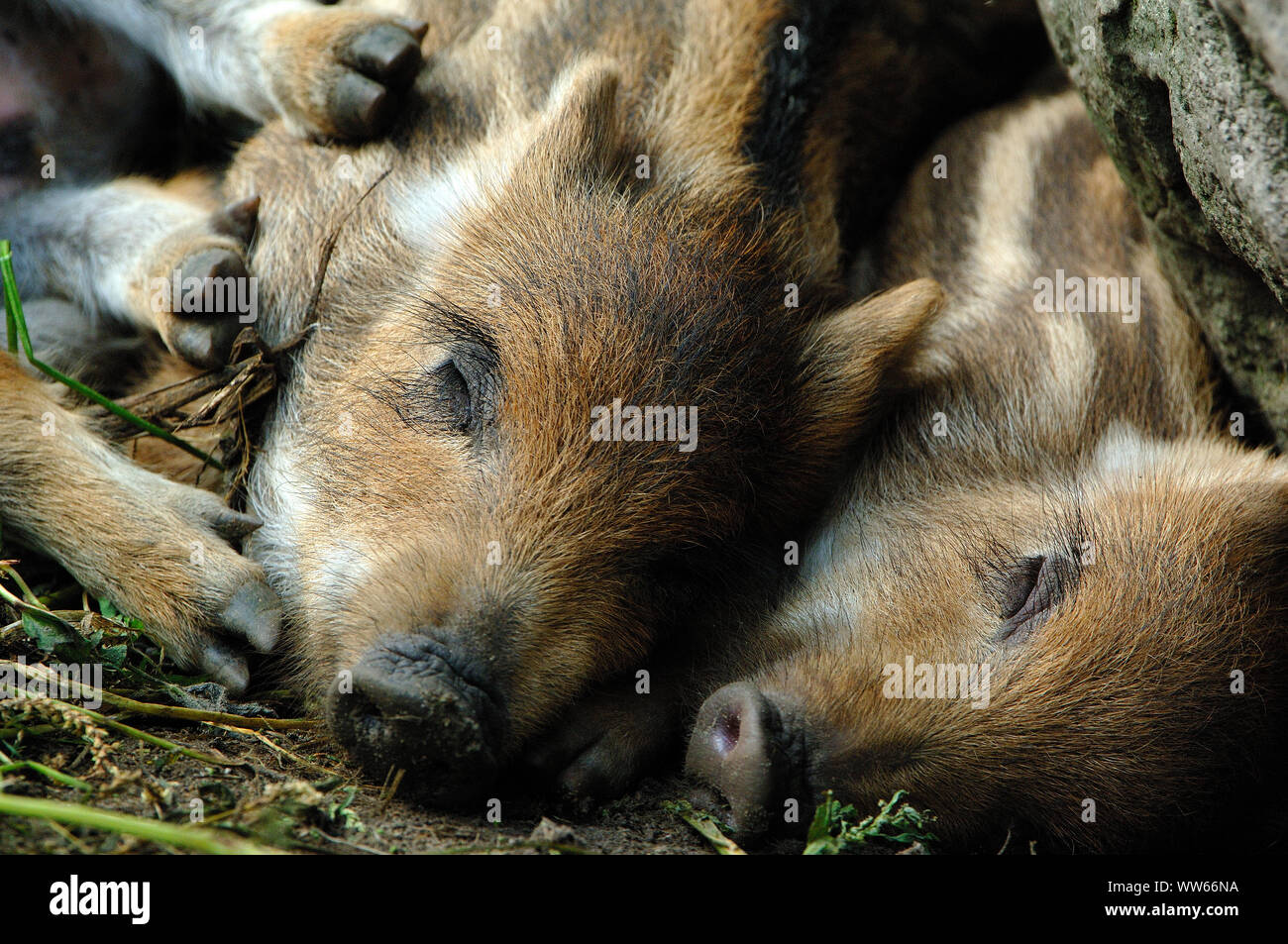 Wild boar lying down hi-res stock photography and images - Alamy
