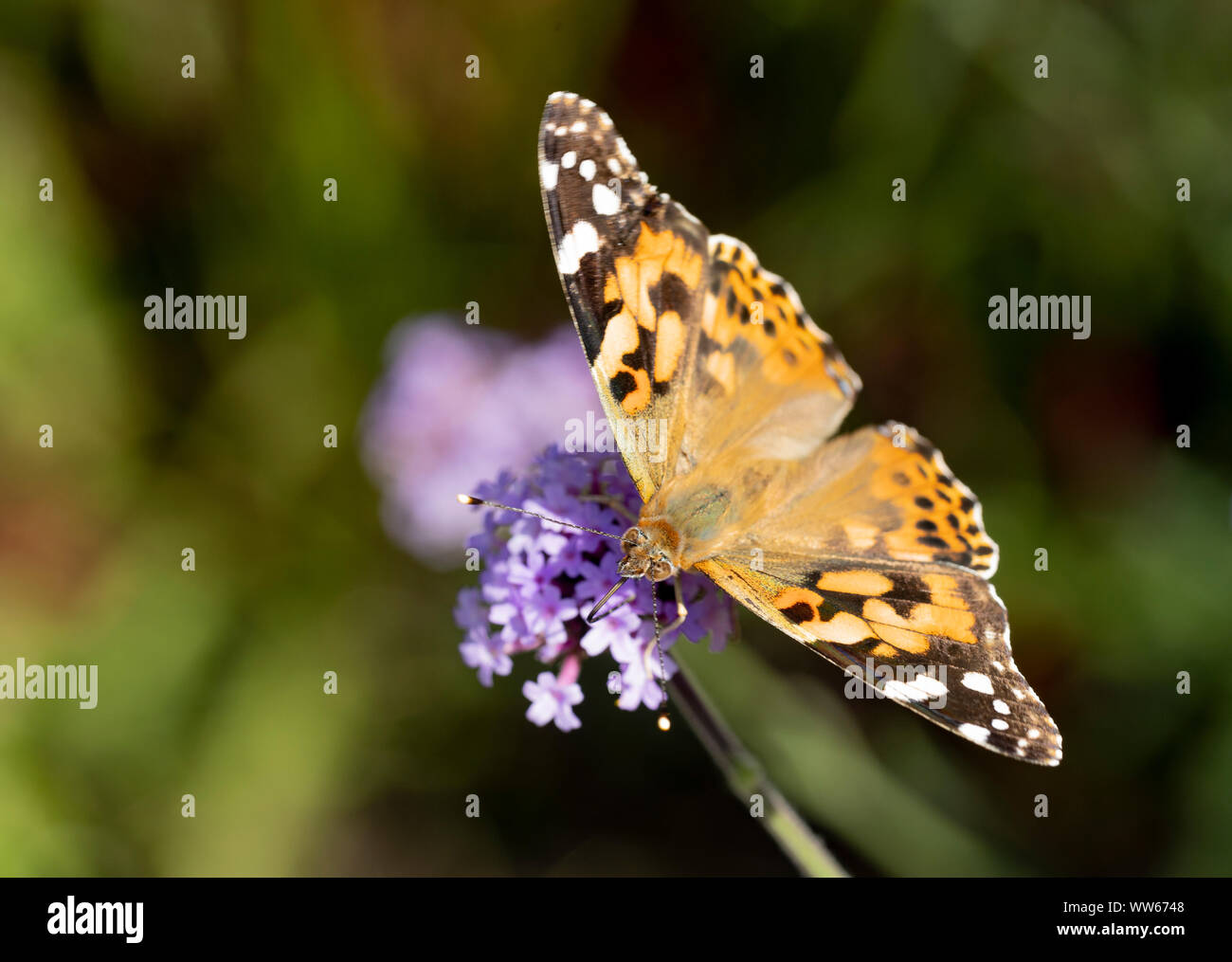 Butterfly sitting on flower hi-res stock photography and images - Alamy