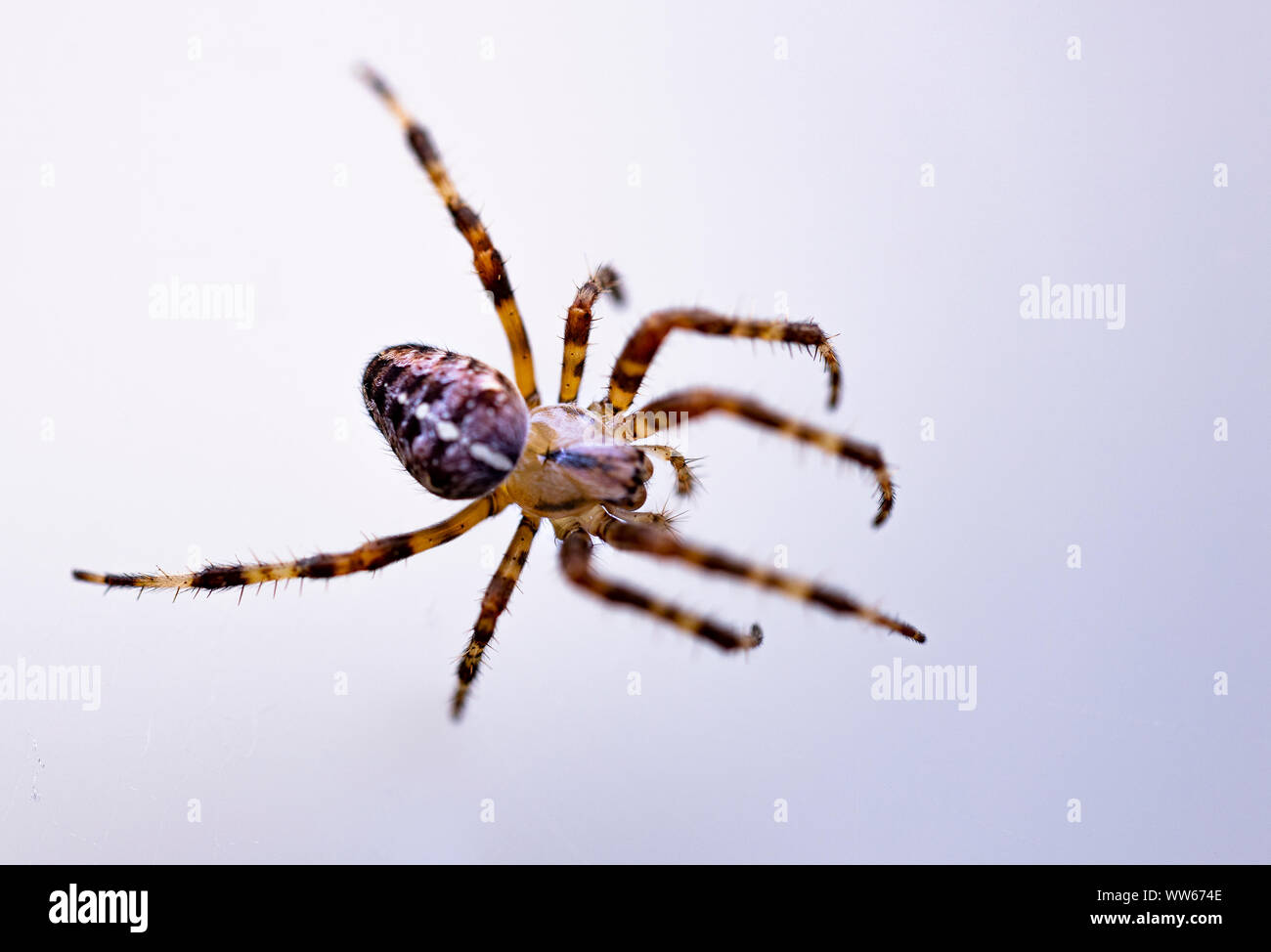 Close of spider Stock Photo - Alamy