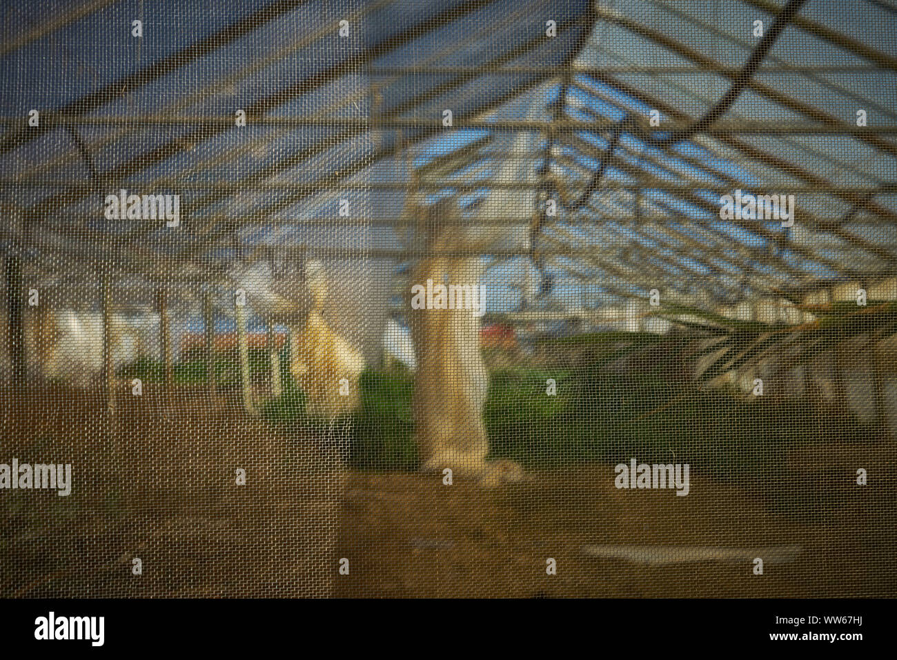 Ramshackle greenhouse hi-res stock photography and images - Alamy
