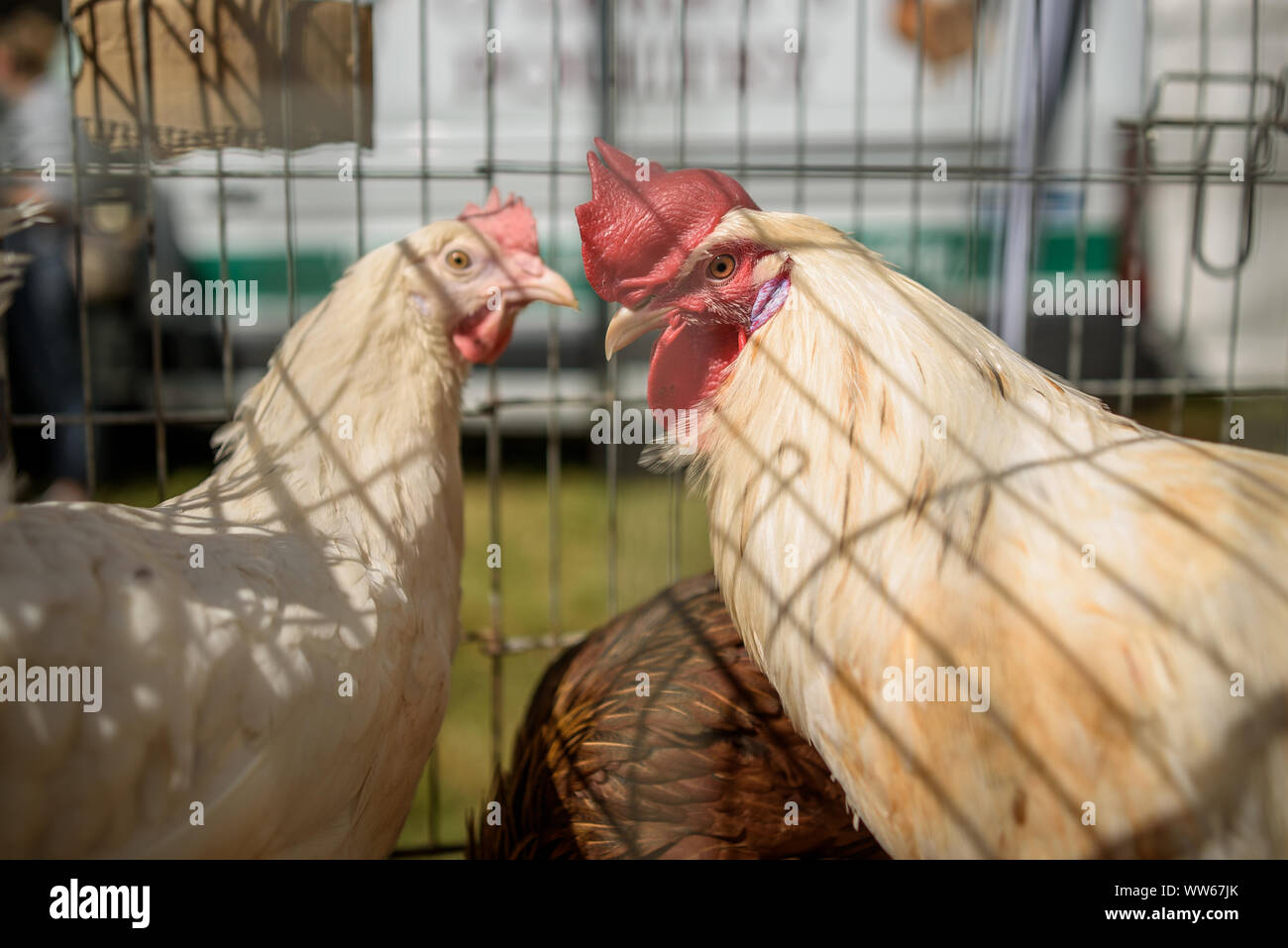 Two Roosters in a Cage, Ireland Stock Photo - Alamy