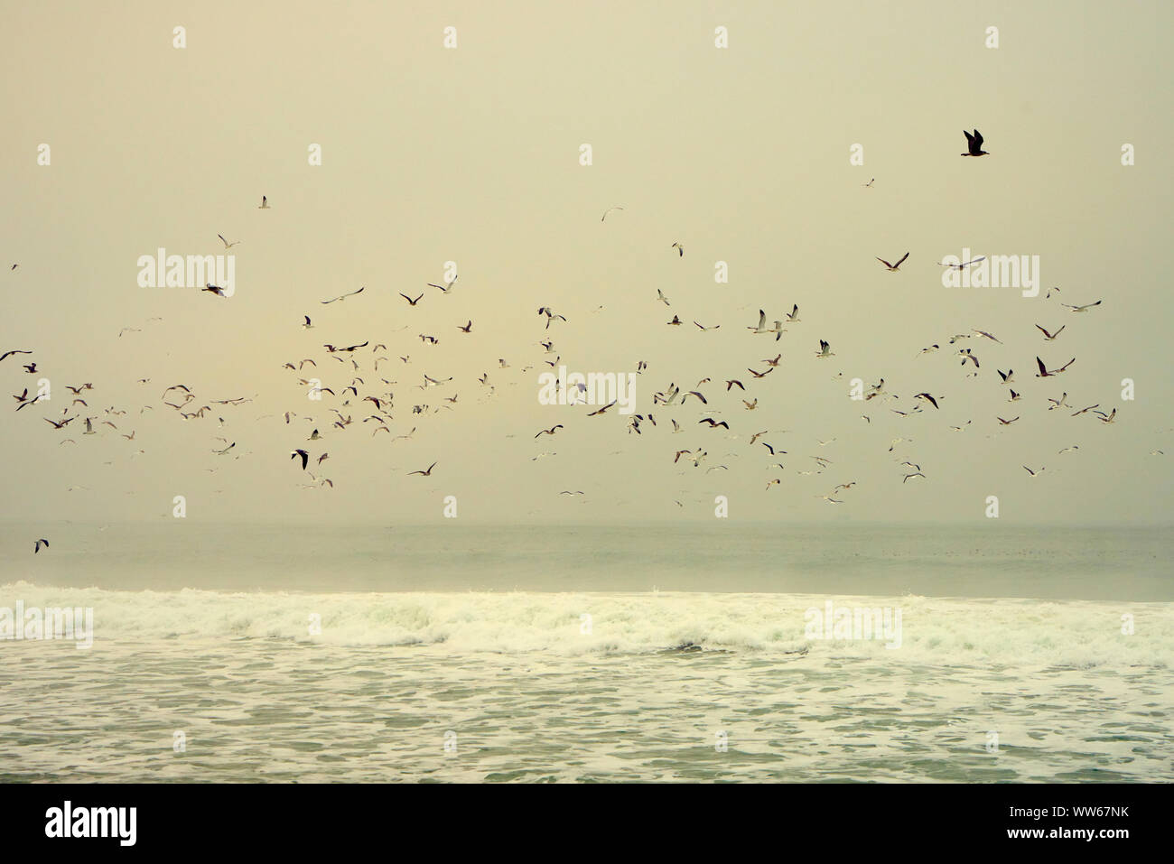 Birds with waves hi-res stock photography and images - Alamy